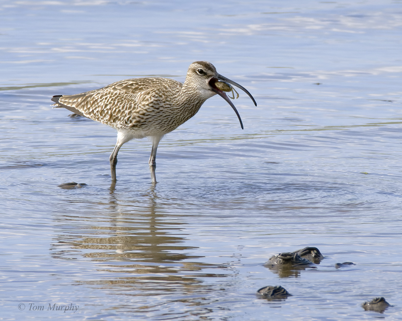 Whimbrel by Tom Murphy - BirdGuides