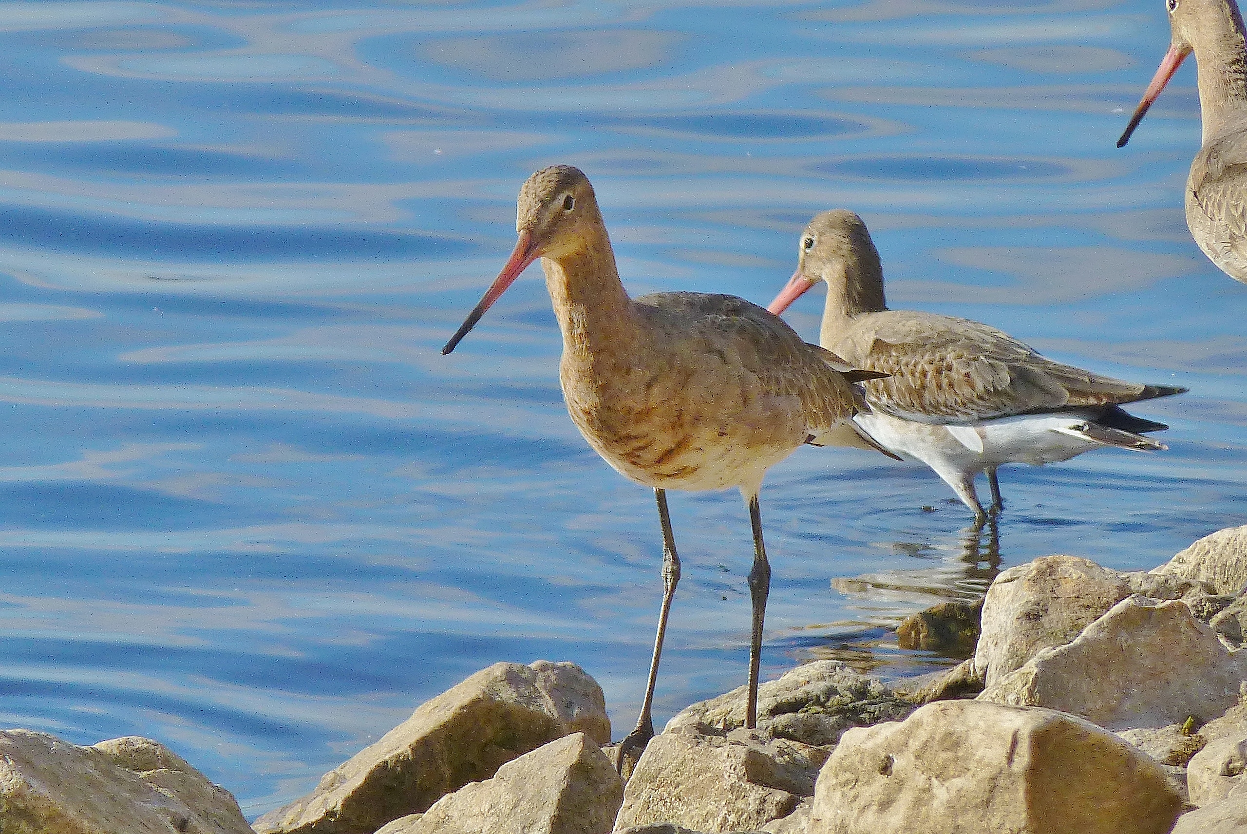 Black-tailed Godwit by Mark Saunders - BirdGuides