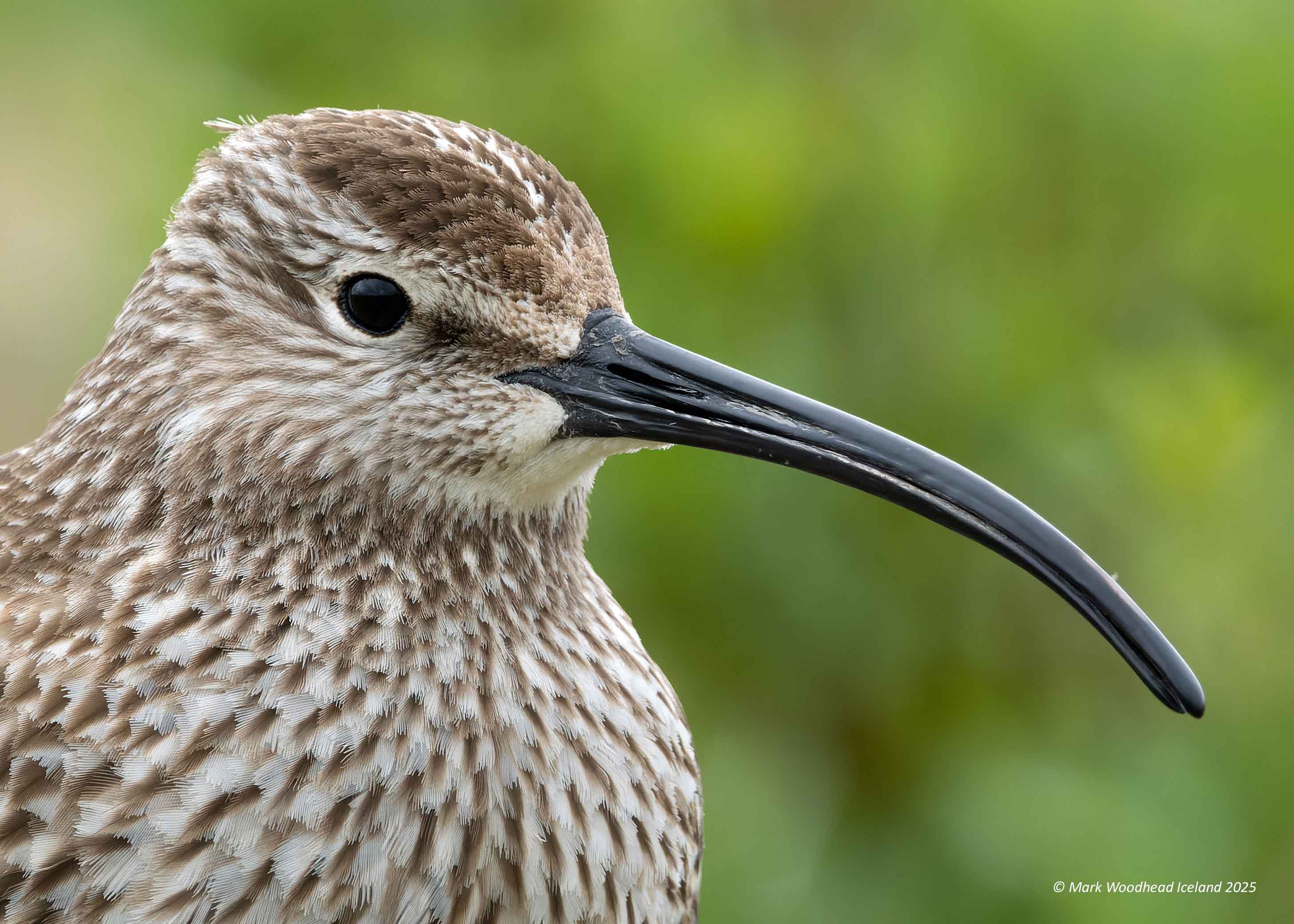 Small roads, big impacts: breeding birds fall by 20% near Icelandic ...