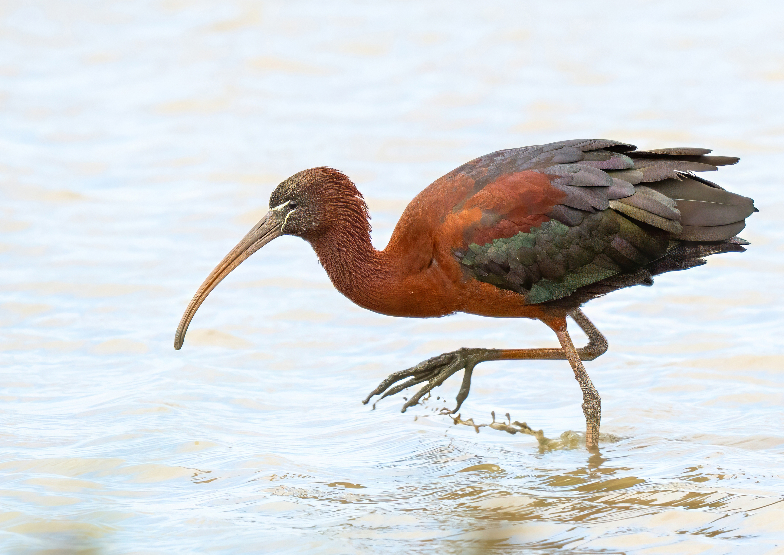 Glossy Ibis by David Davis - BirdGuides