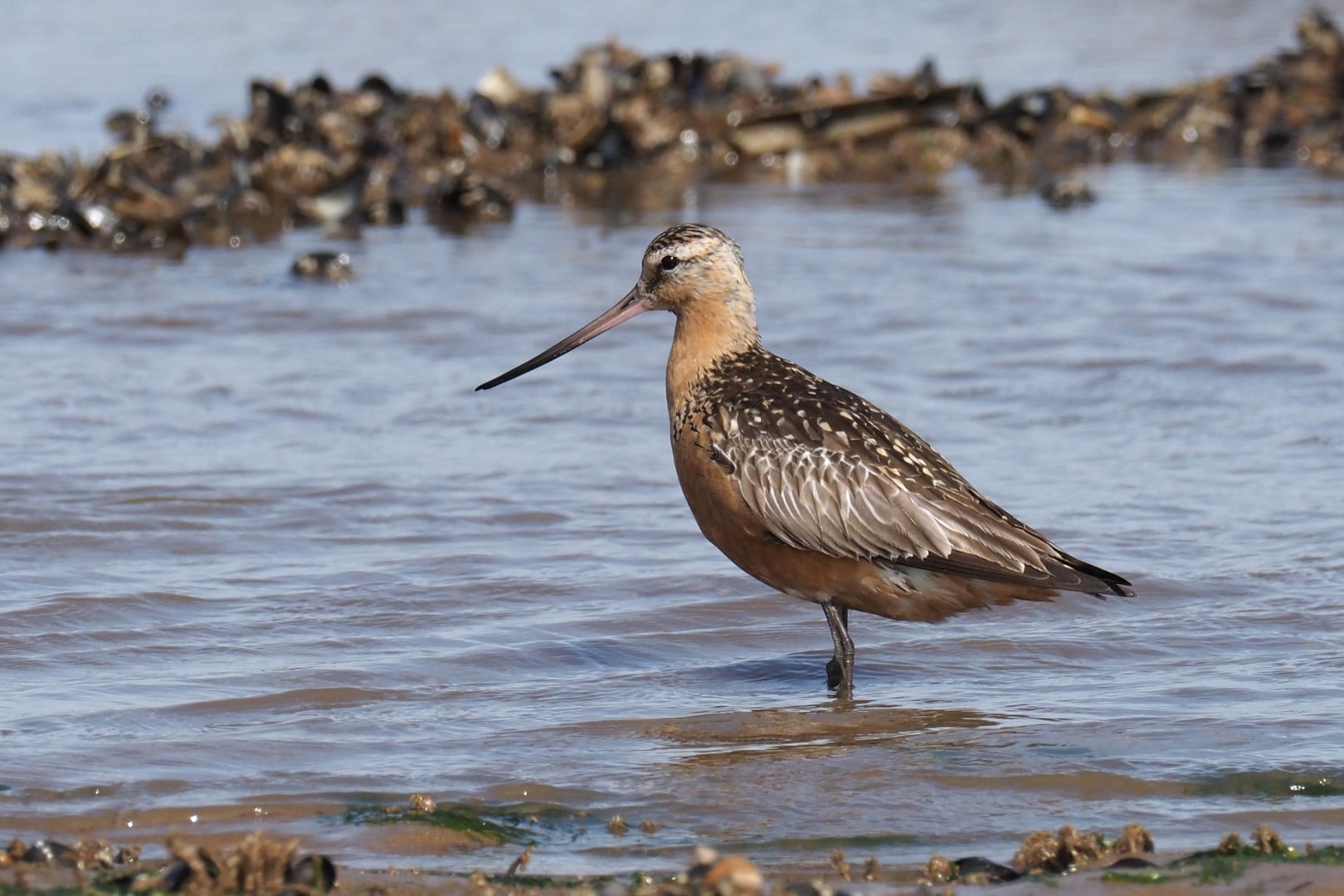 Bar-tailed Godwit by Nick Appleton - BirdGuides