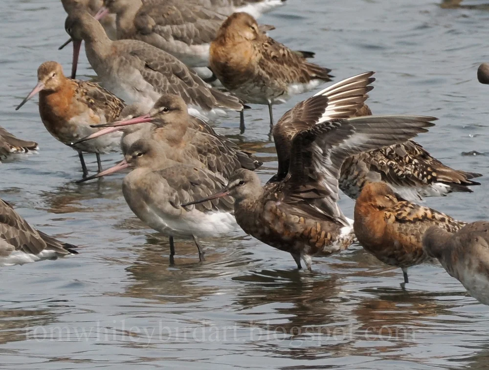 Details : Hudsonian Godwit - BirdGuides