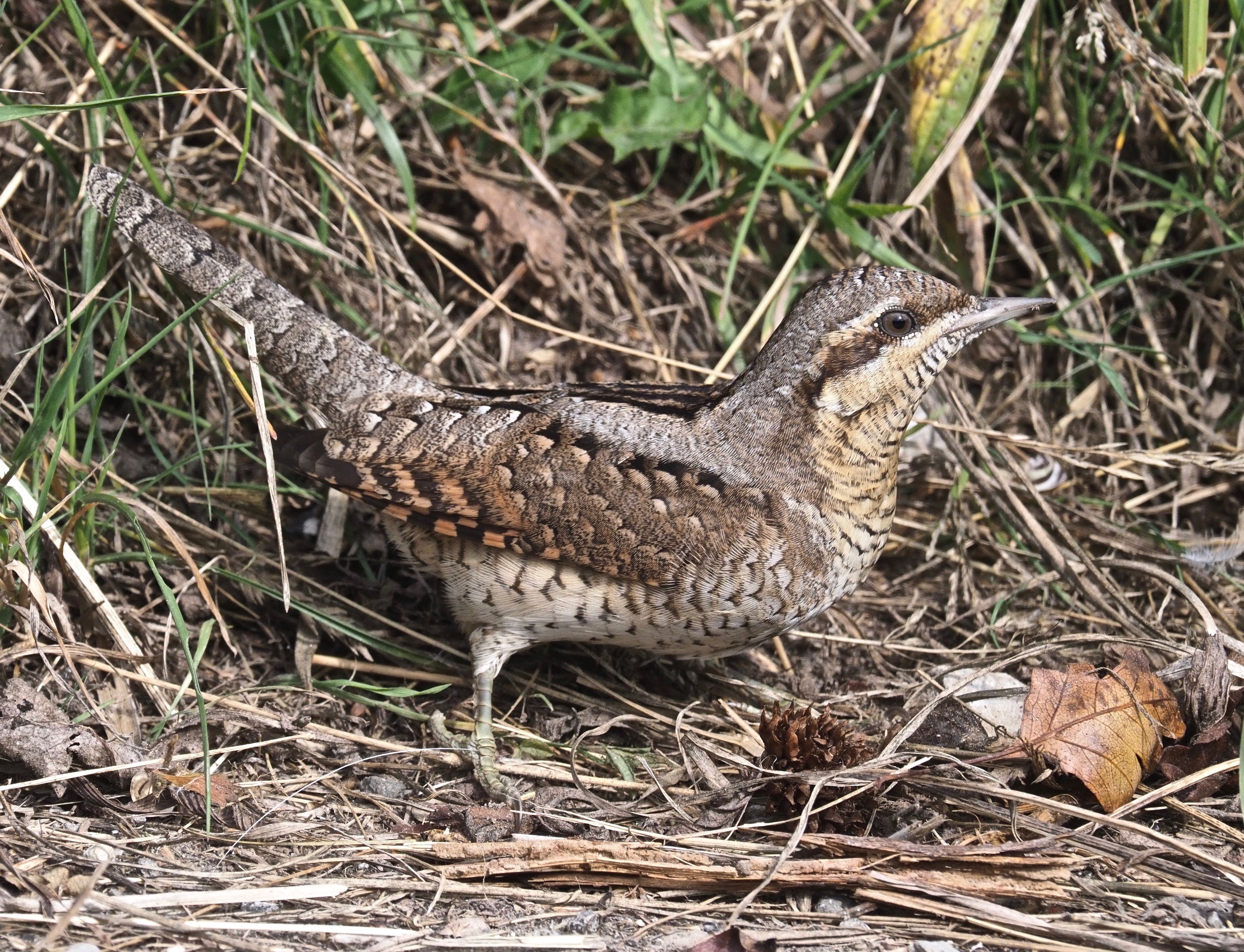Details : Wryneck - BirdGuides