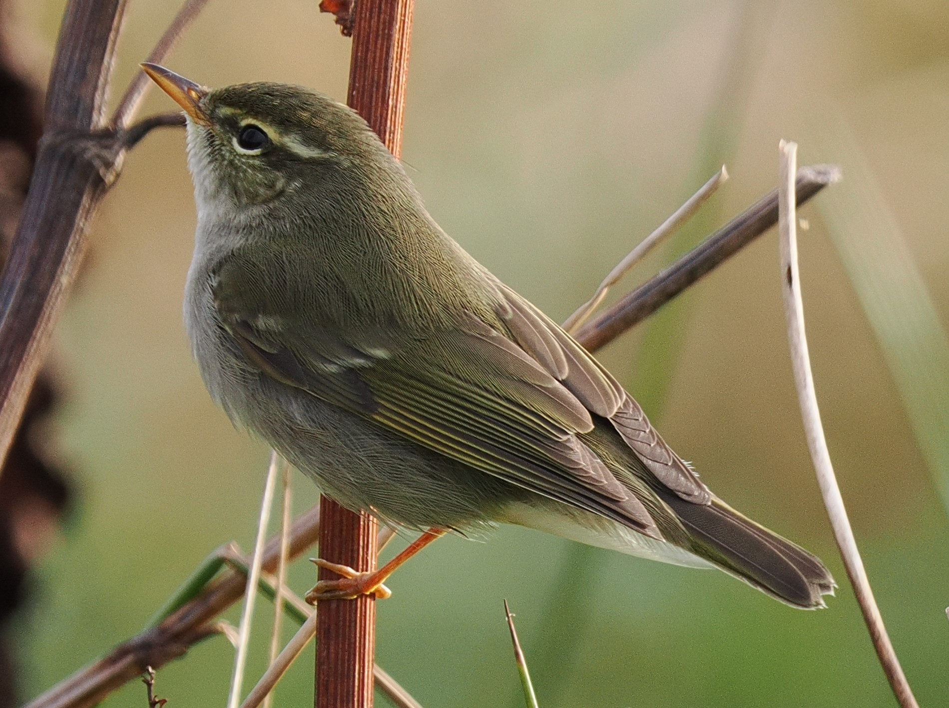 Arctic Warbler by Scott Wotherspoon - BirdGuides