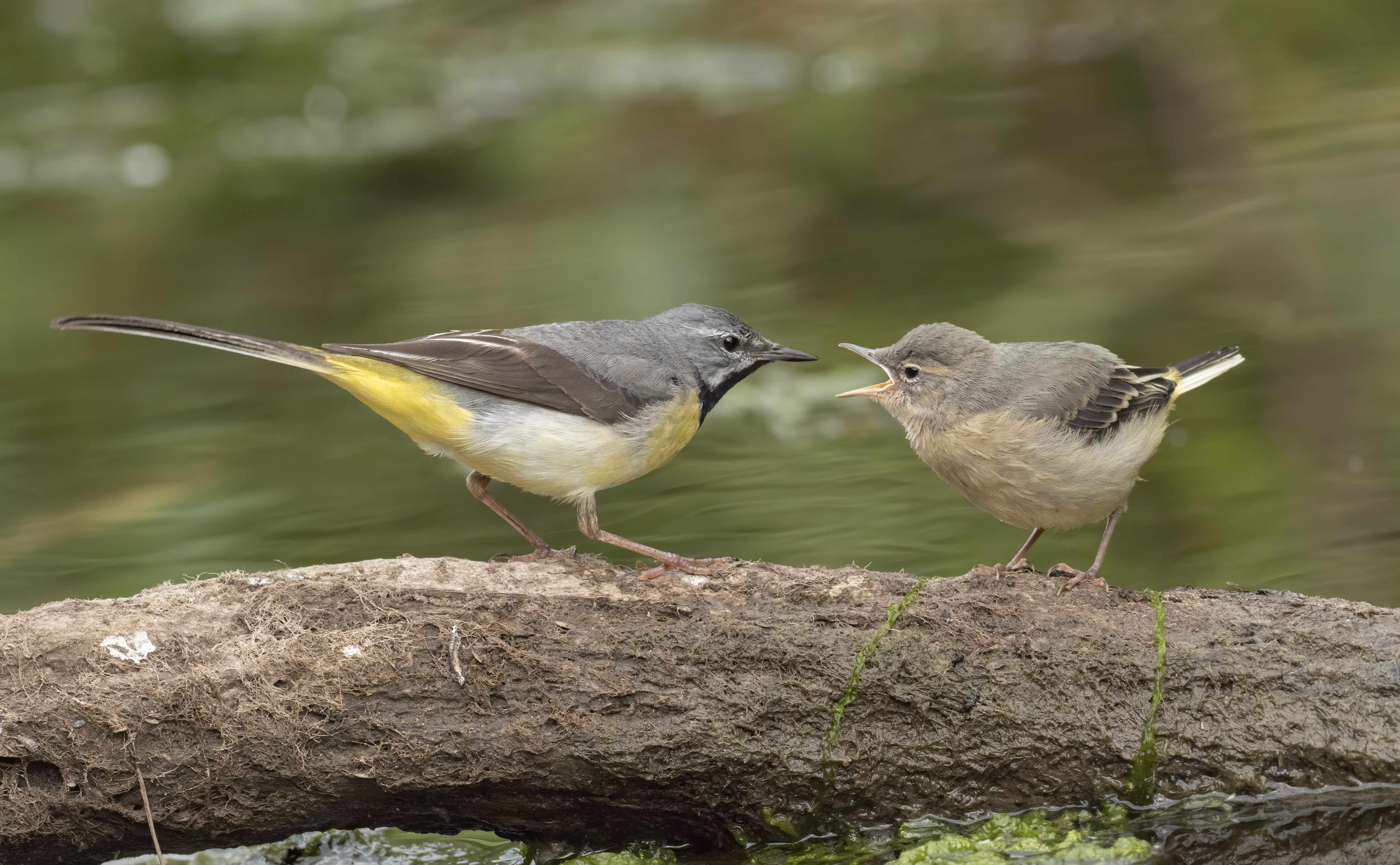 Grey Wagtail by Charlie Fleming - BirdGuides