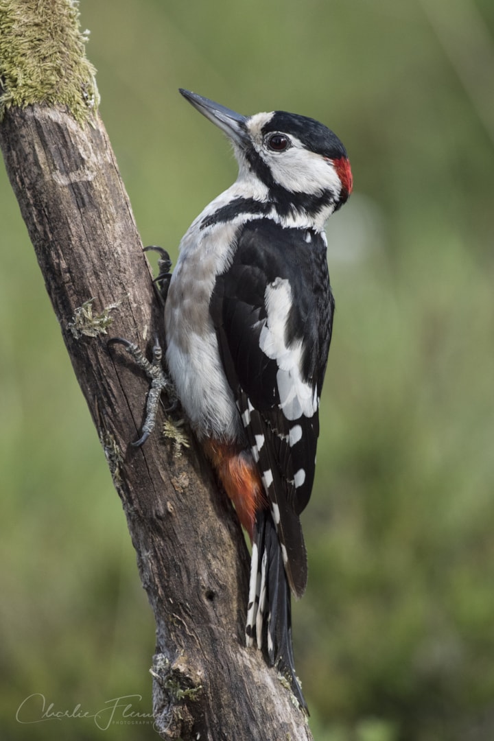 Great Spotted Woodpecker by Charlie Fleming - BirdGuides