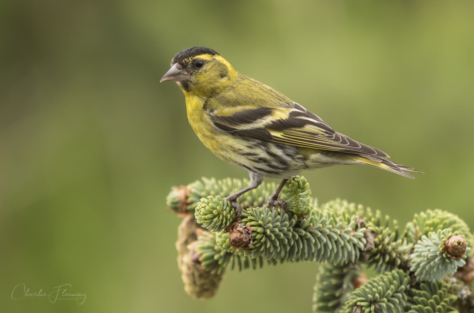 Eurasian Siskin by Charlie Fleming - BirdGuides