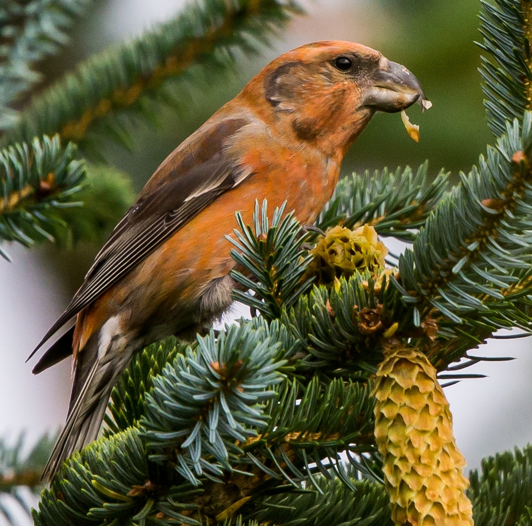 Parrot Crossbill by Peter Garrity - BirdGuides