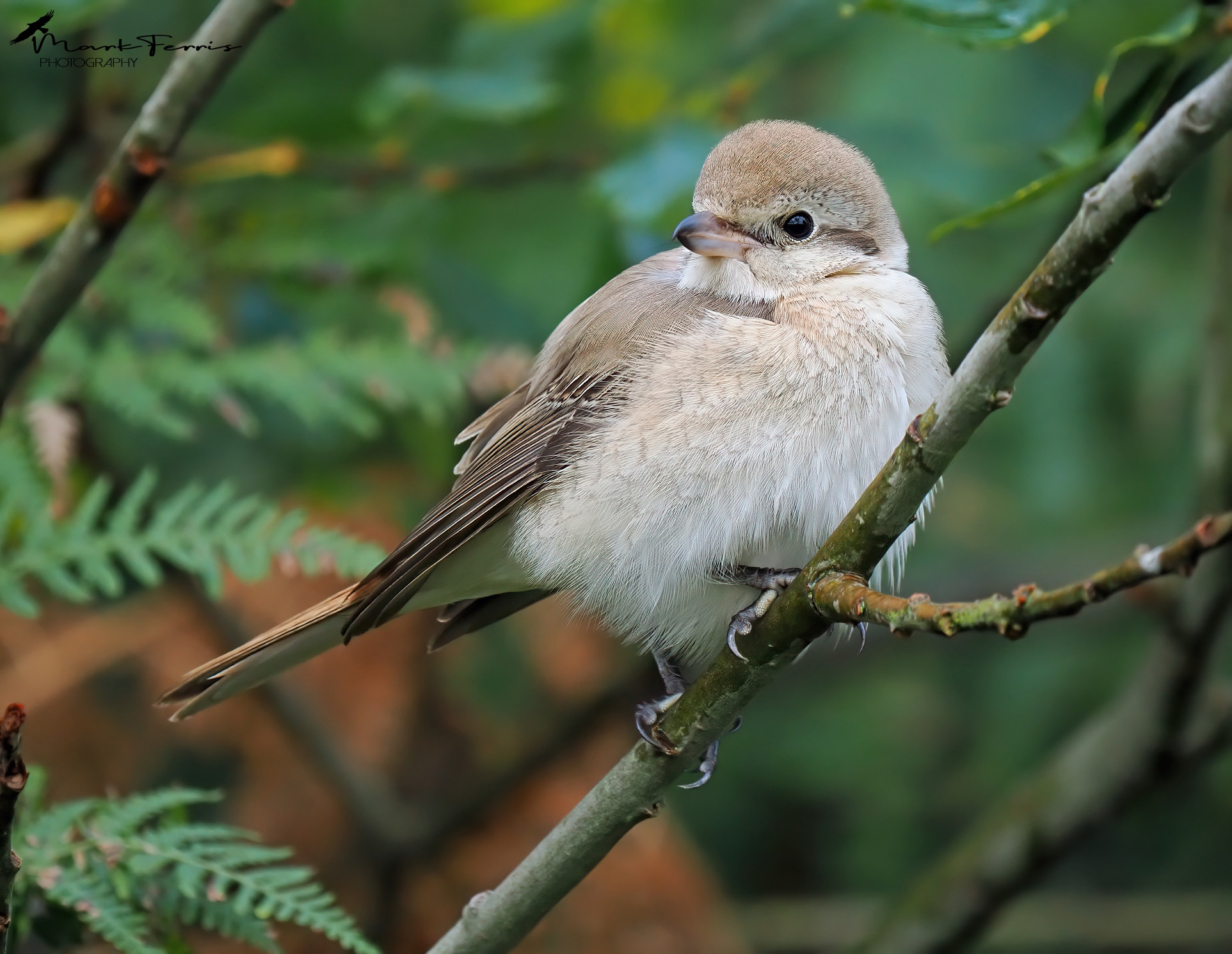 Isabelline/Red-tailed Shrike by Mark ferris - BirdGuides