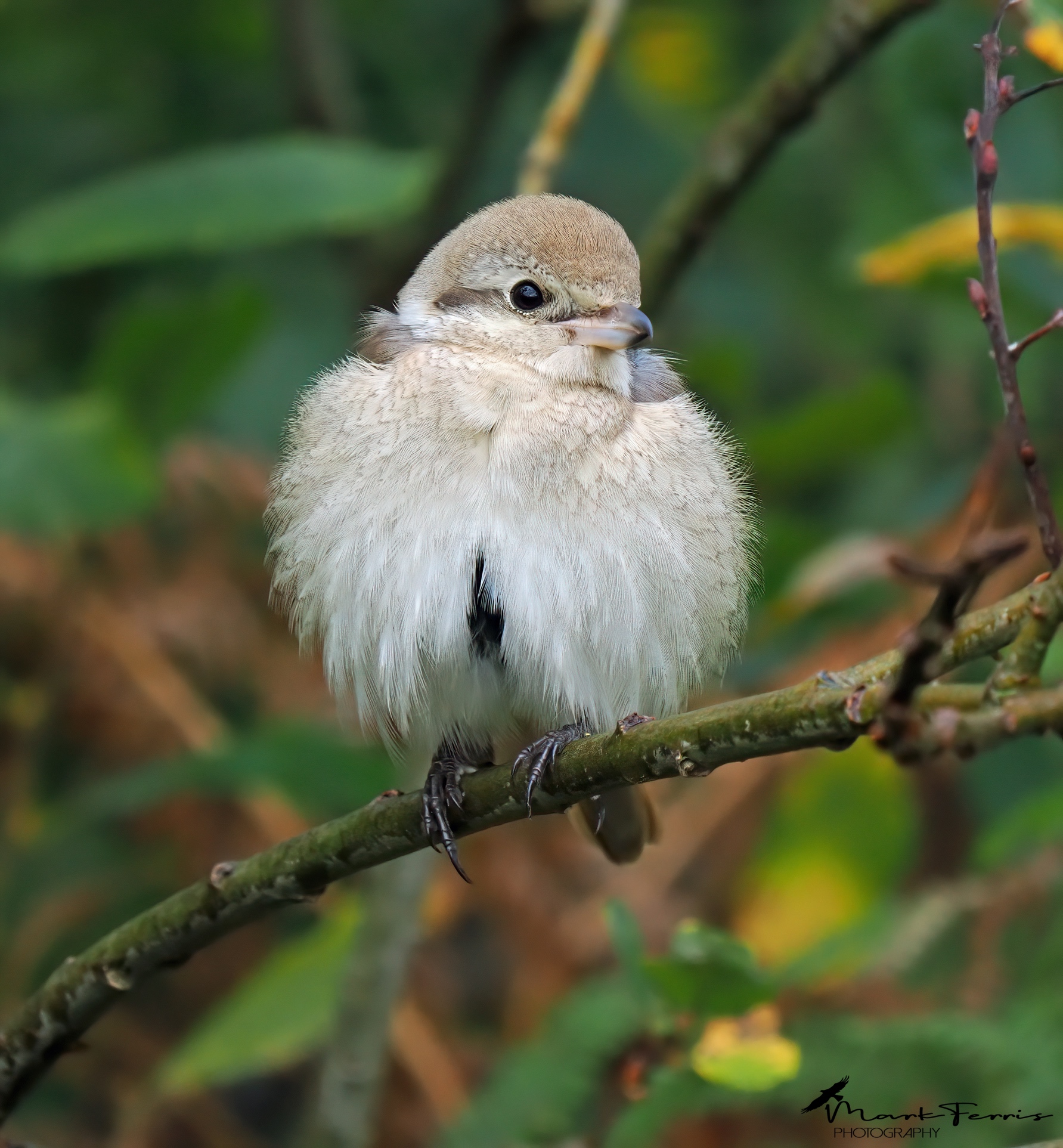 Isabelline/Red-tailed Shrike by Mark ferris - BirdGuides