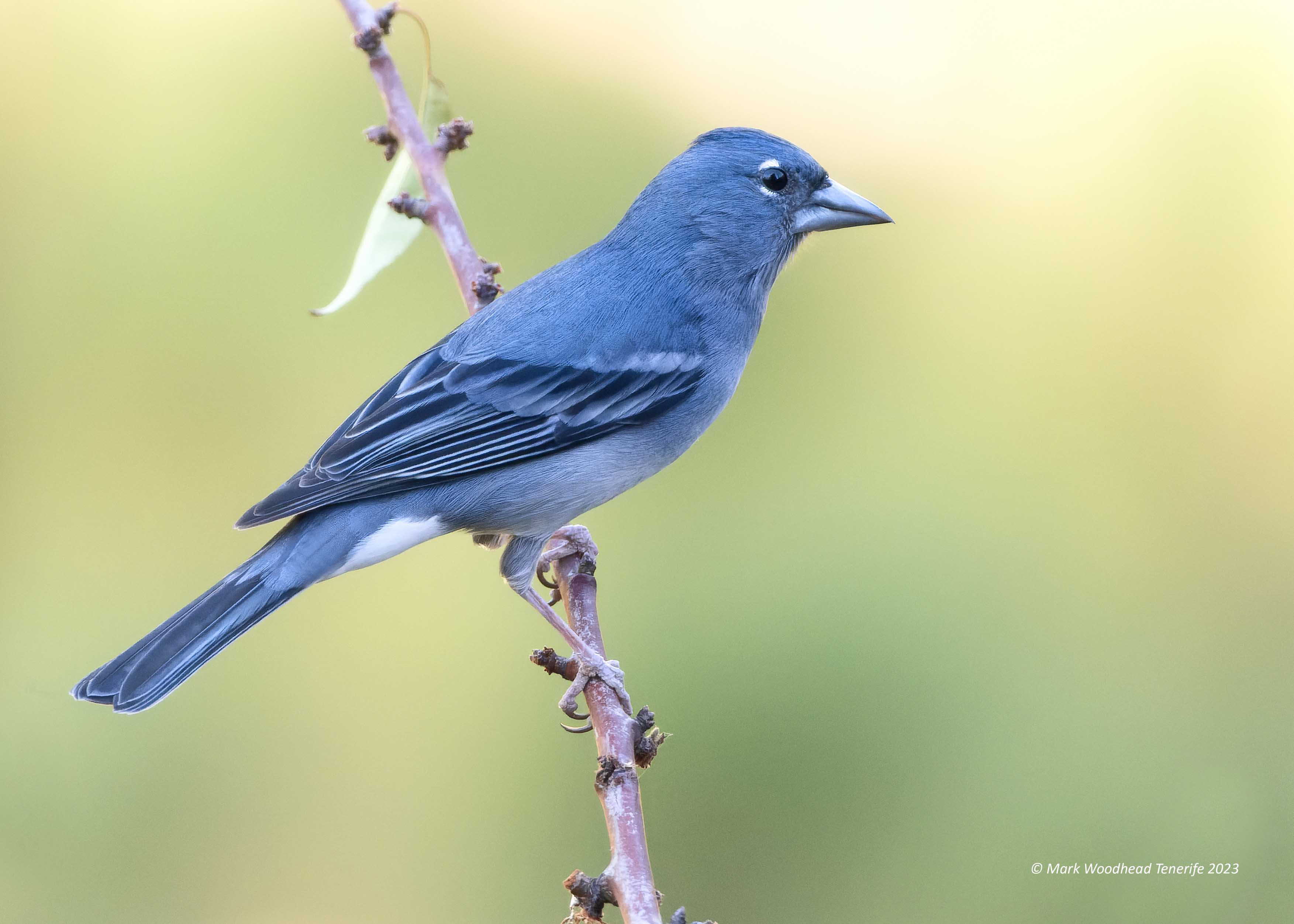 Tenerife Blue Chaffinch by Mark Woodhead - BirdGuides
