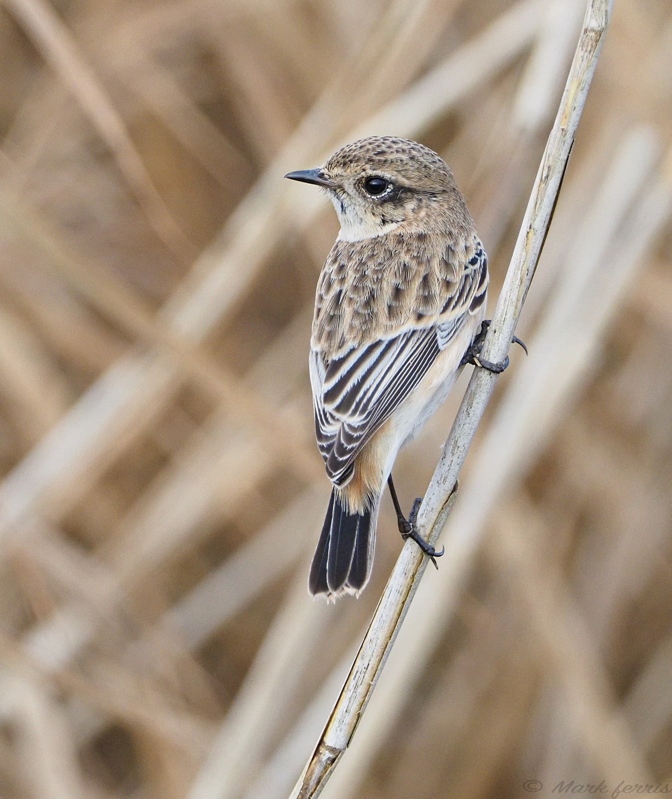 Details : Siberian Stonechat - BirdGuides