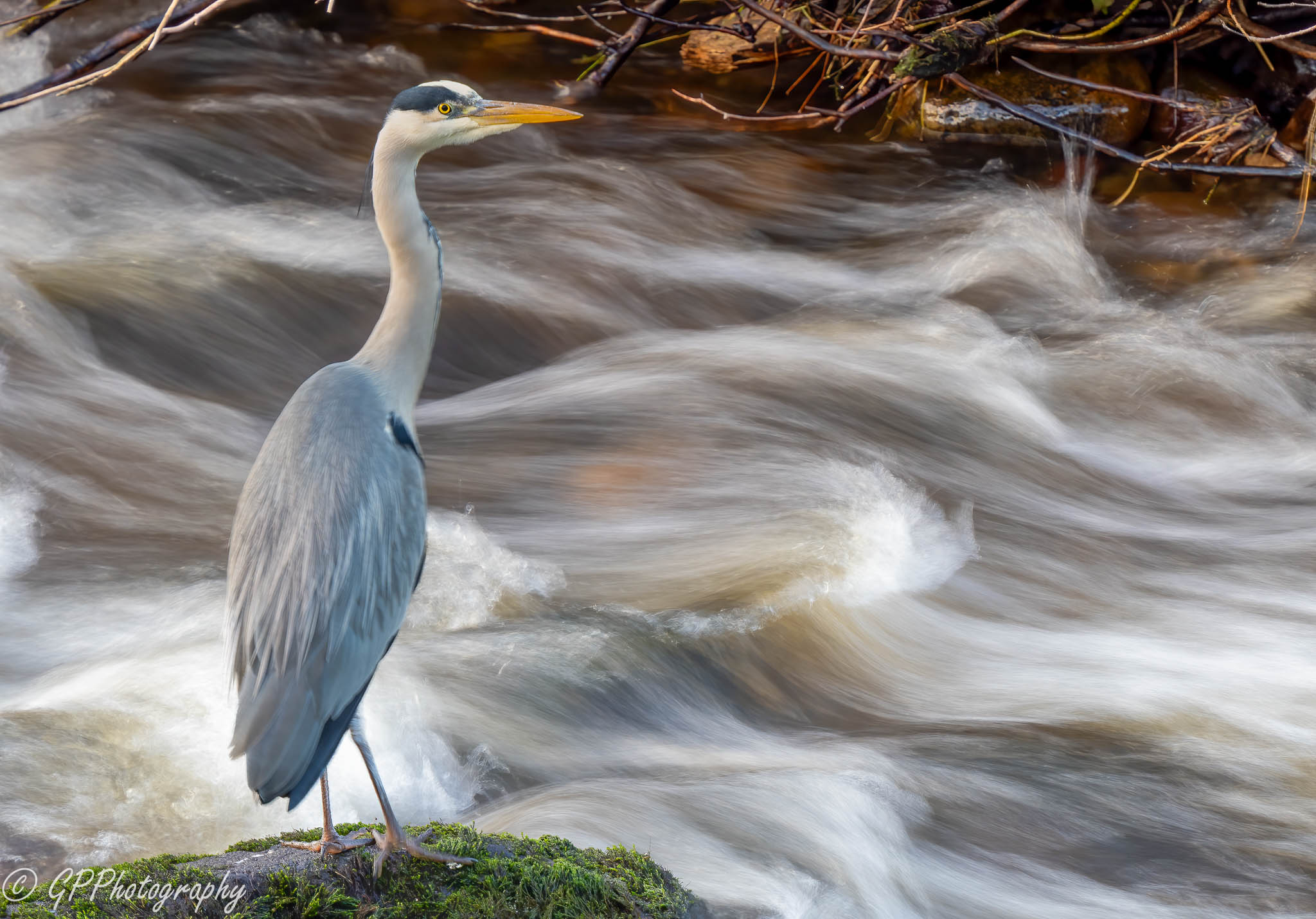 Grey Heron by Geoffrey Pain - BirdGuides