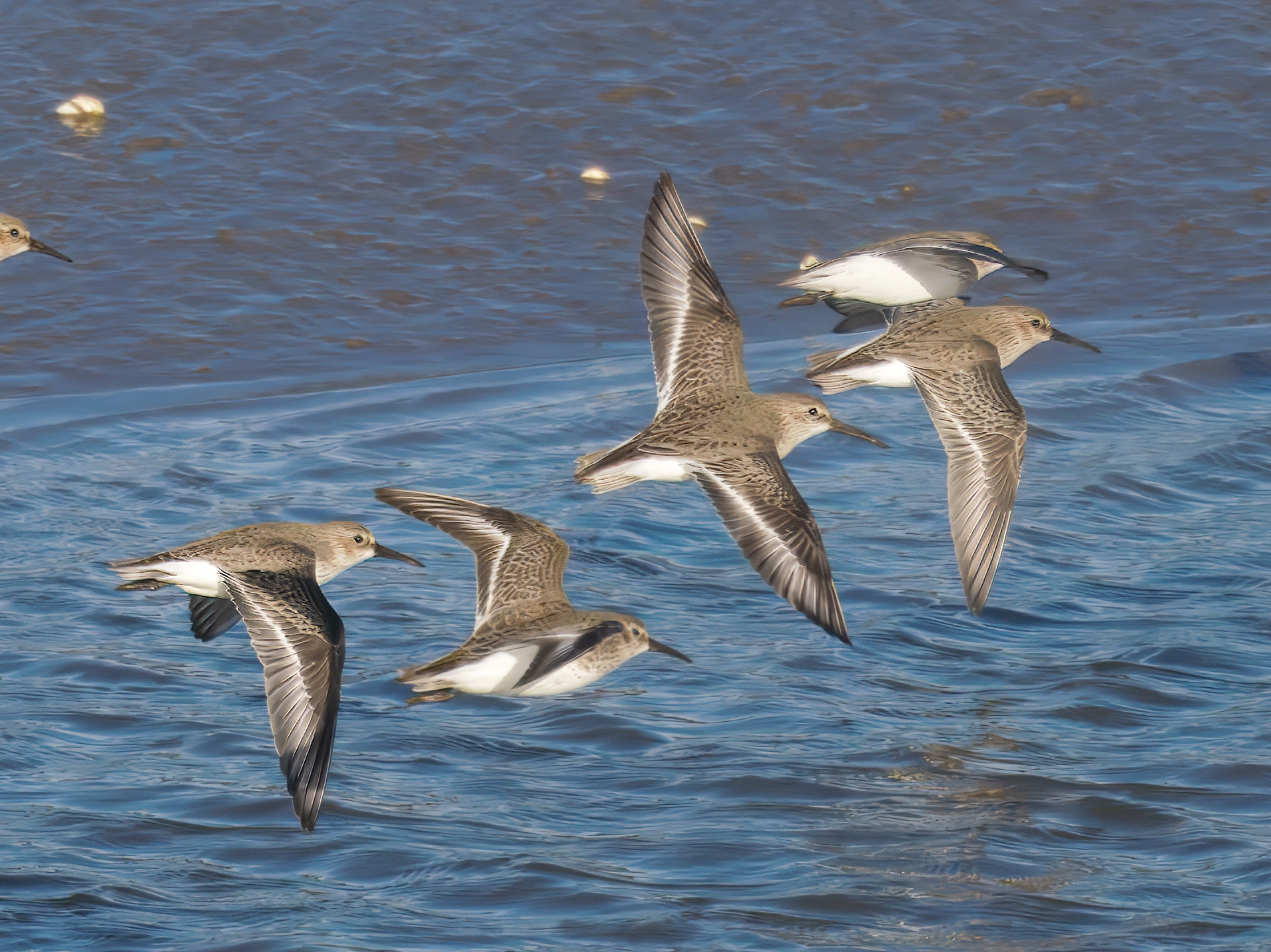 European Golden Plover by Ken Filkins - BirdGuides