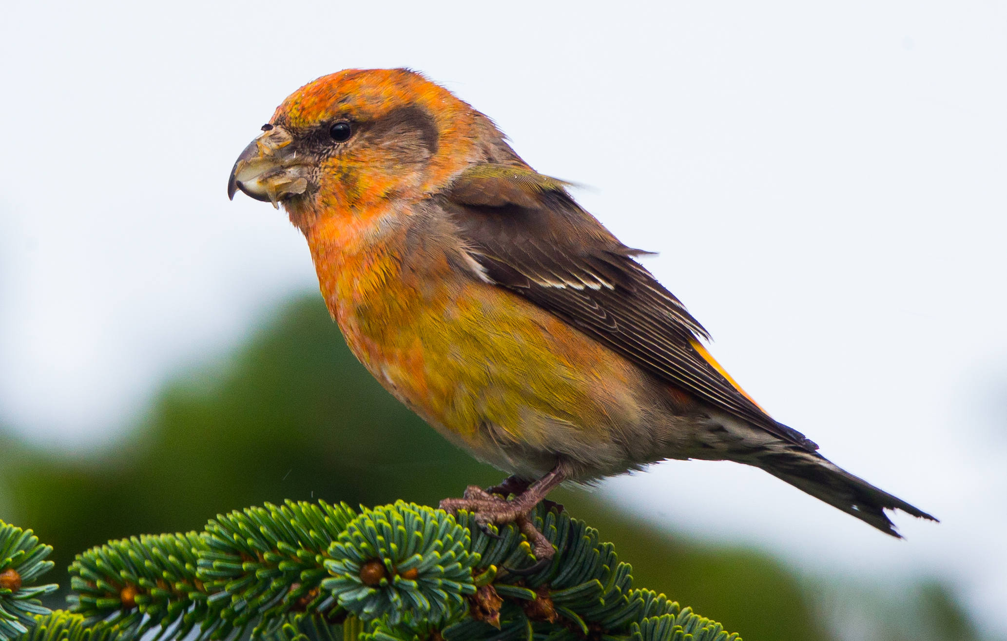 Parrot Crossbill by Peter Garrity - BirdGuides