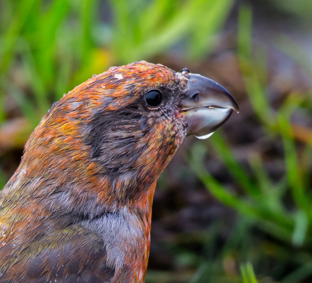 Parrot Crossbill by Peter Garrity - BirdGuides