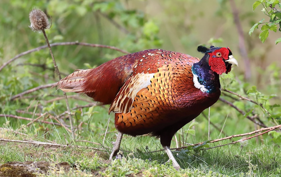 Common Pheasant by PETER MILES - BirdGuides