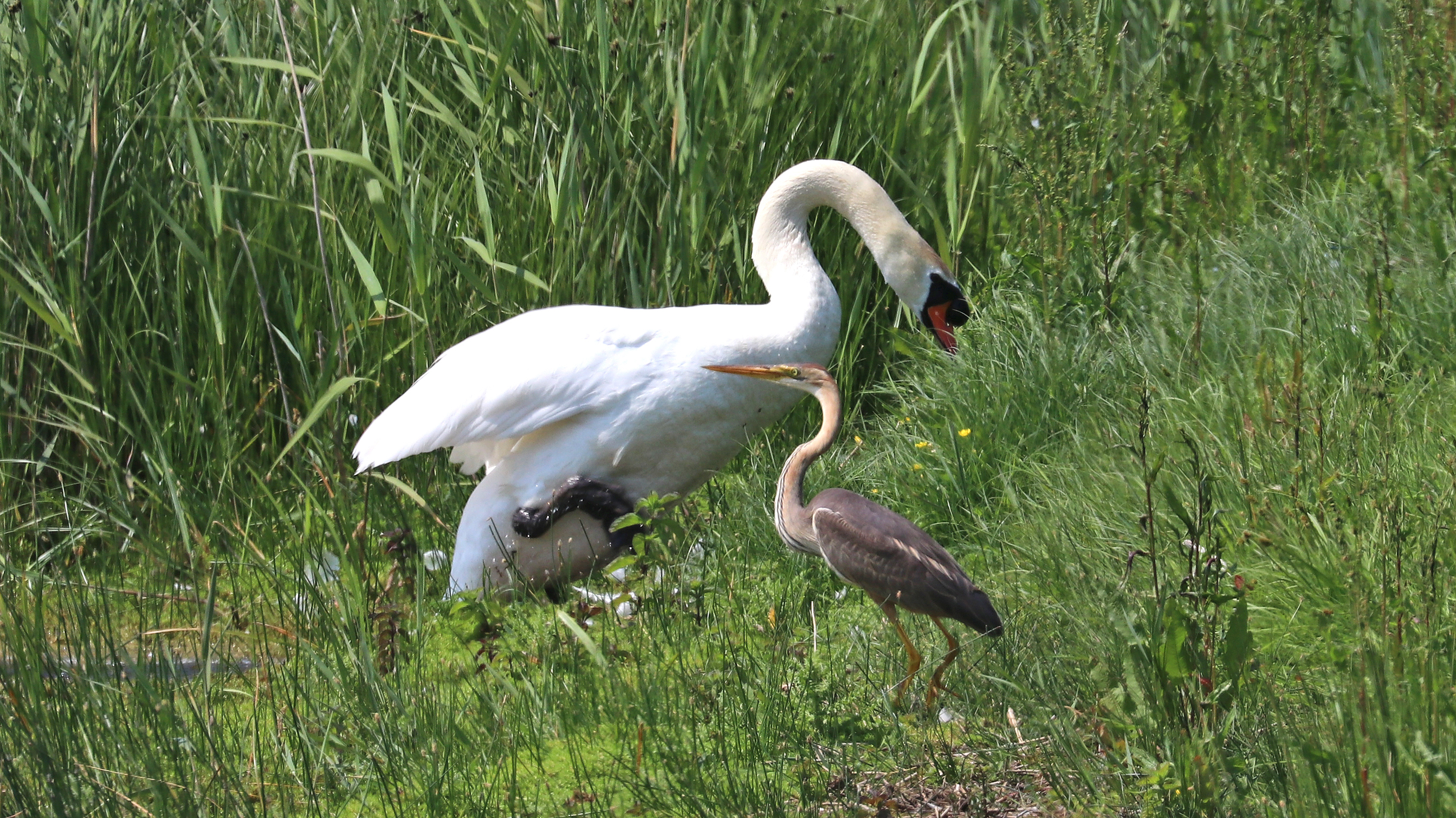 Purple Heron by Rik Addison - BirdGuides