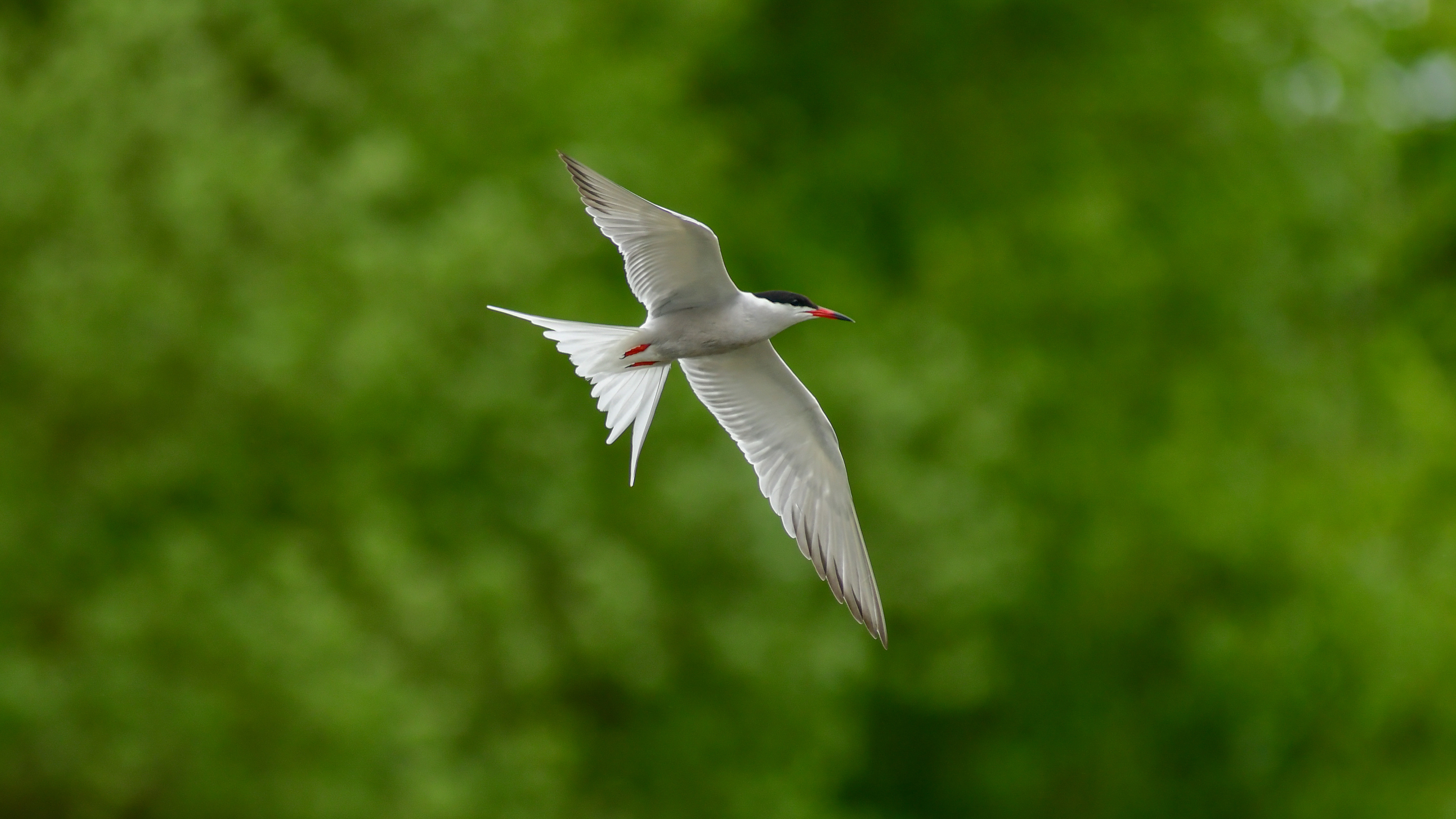 Epping Forest Birdwatching Site - BirdGuides