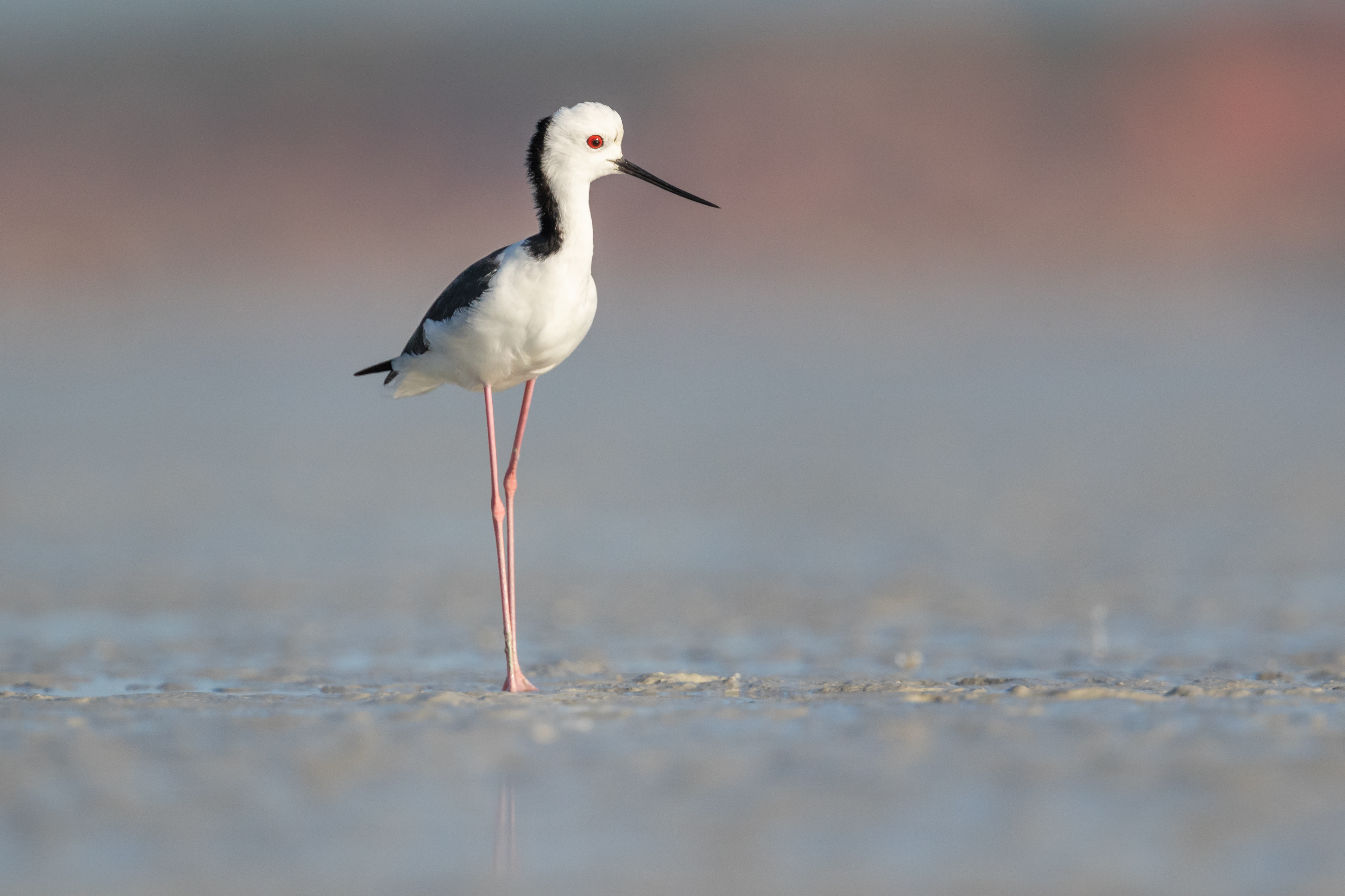 Details : Pied Stilt - BirdGuides