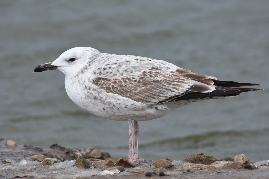 Caspian Gull by Andy Hood - BirdGuides