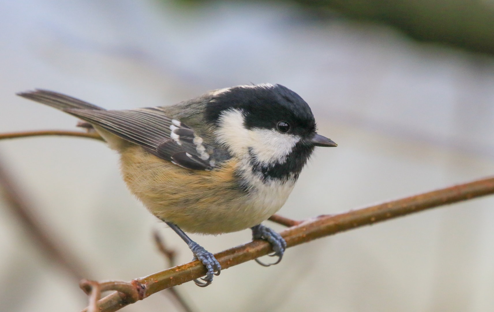 Coal Tit by Dan Gorton - BirdGuides