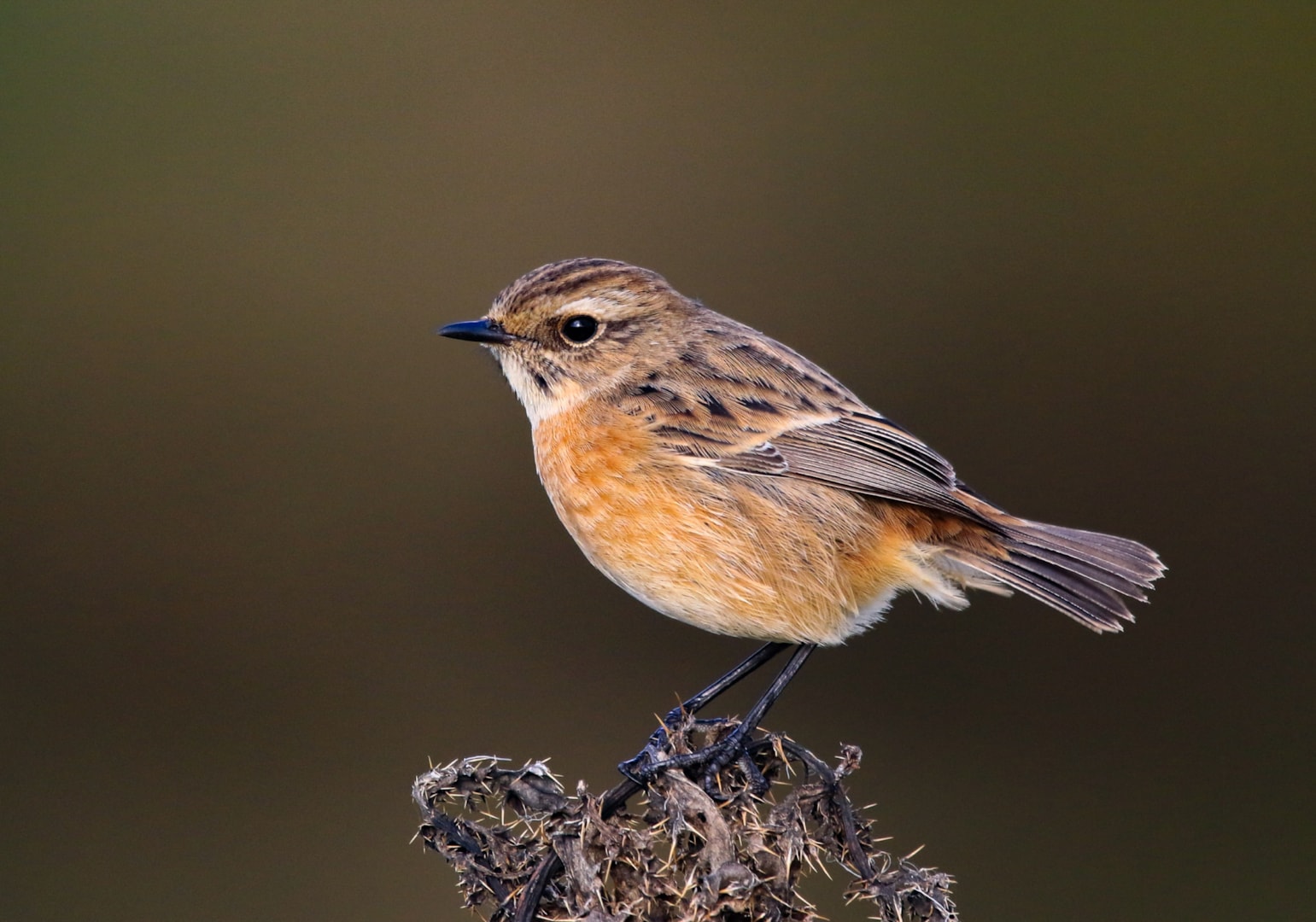 European Stonechat by Dan Gorton - BirdGuides