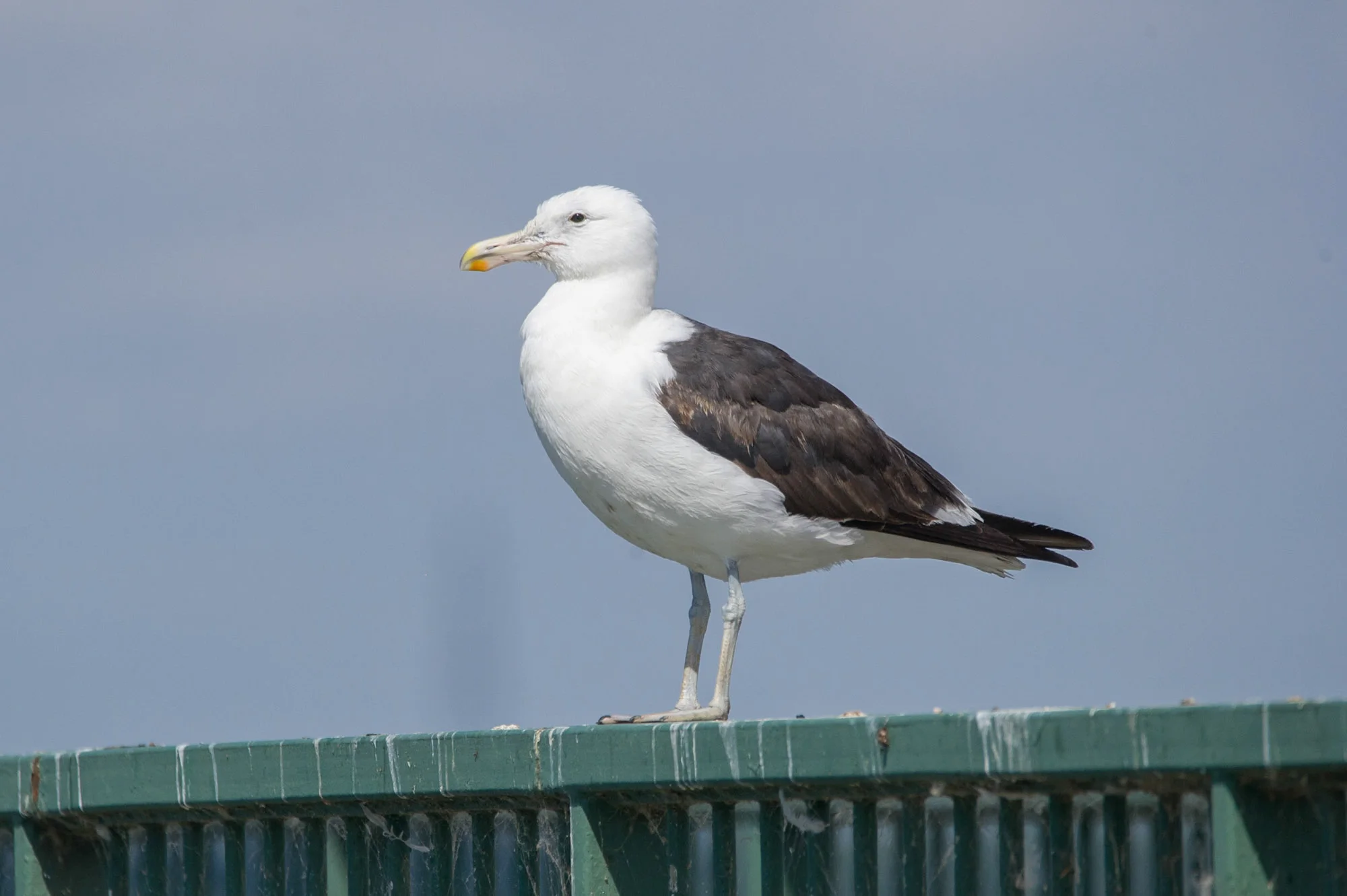 Details : Cape Gull - BirdGuides
