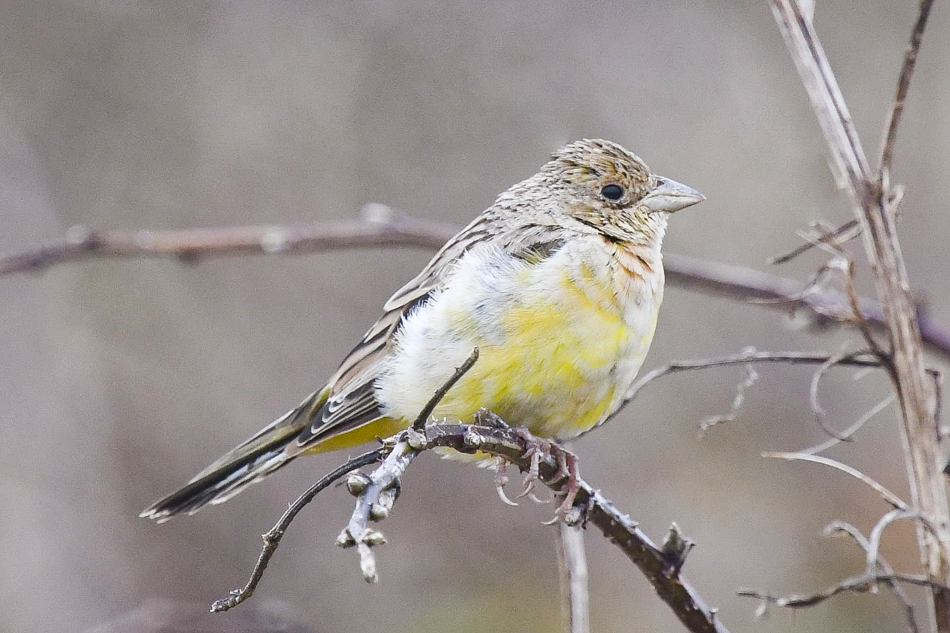 Bumper BBRC report covers year of 'quality and quantity' - BirdGuides