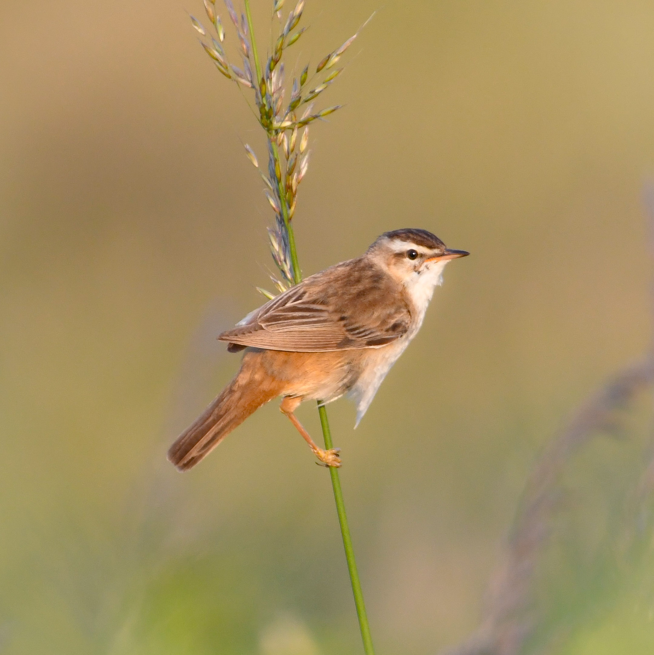Sedge Warbler by Emma Parkes - BirdGuides