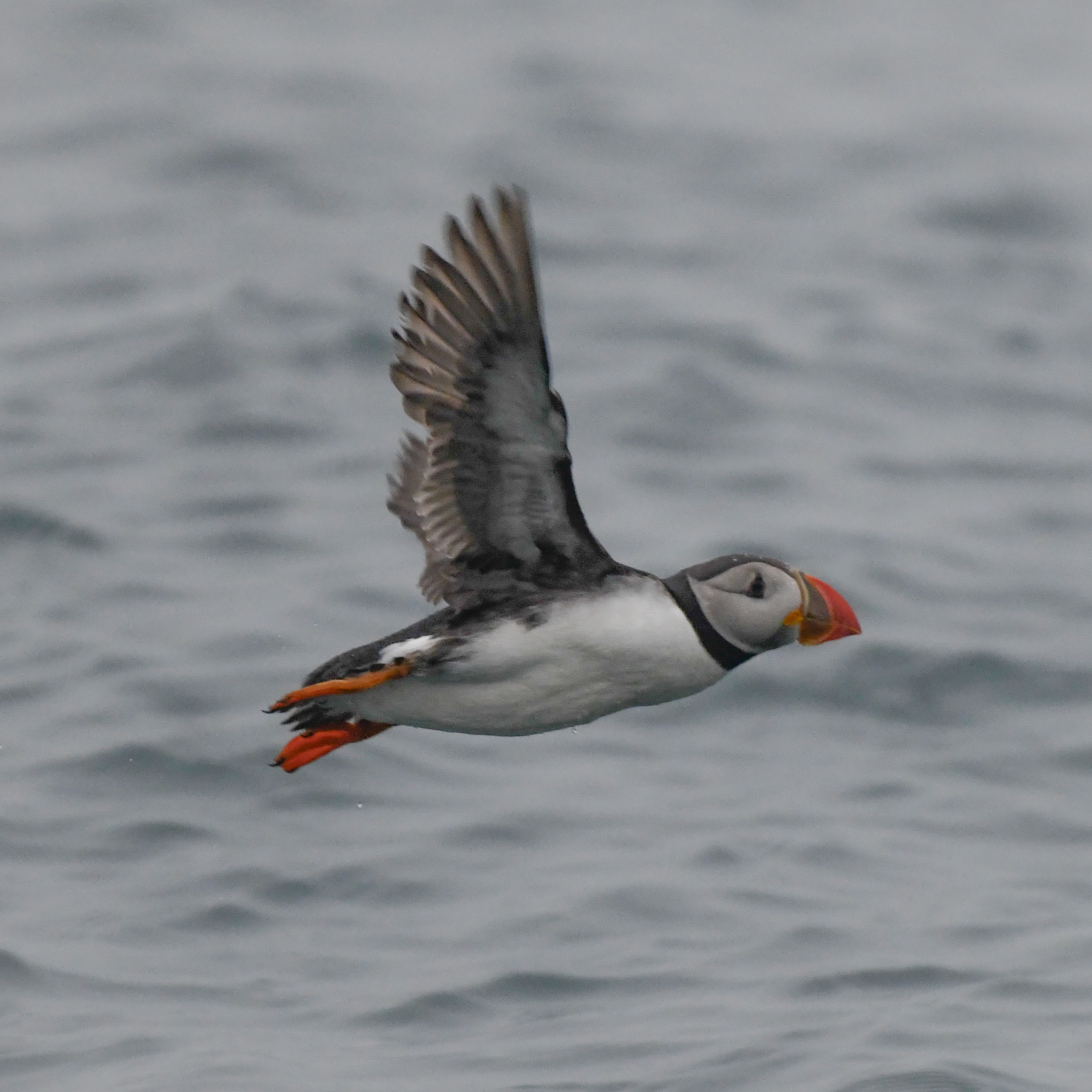 Puffin by Emma Parkes - BirdGuides