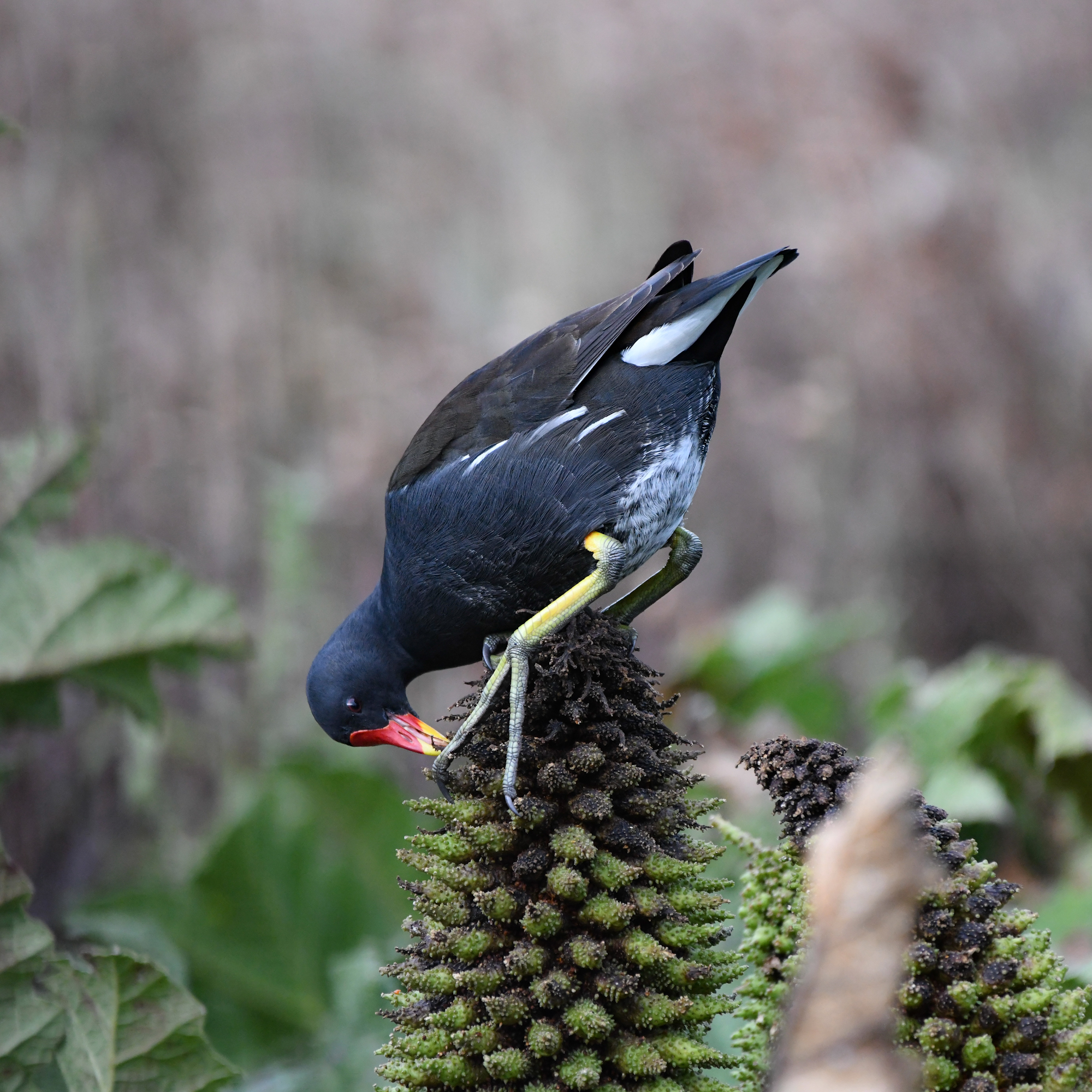 Common Moorhen by Emma Parkes - BirdGuides