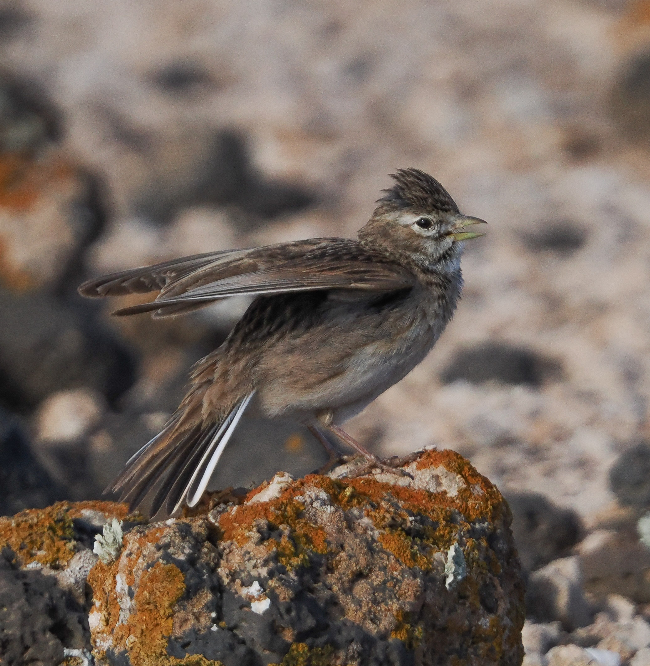 Lanzarote - BirdGuides
