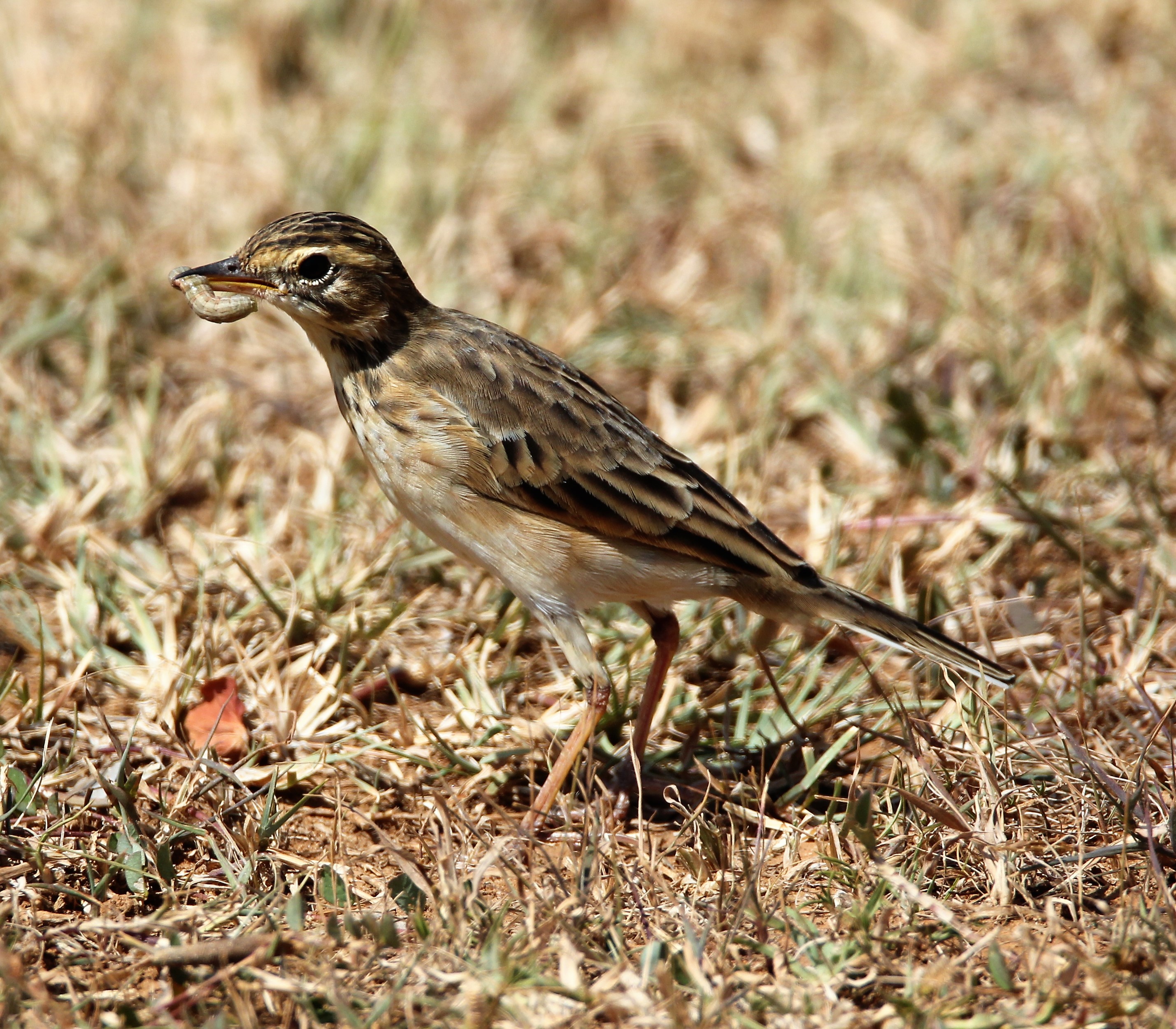 Details : Paddyfield Pipit - BirdGuides