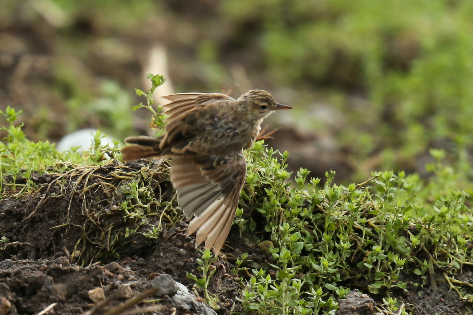 Paddyfield Pipit by Lee Gregory - BirdGuides