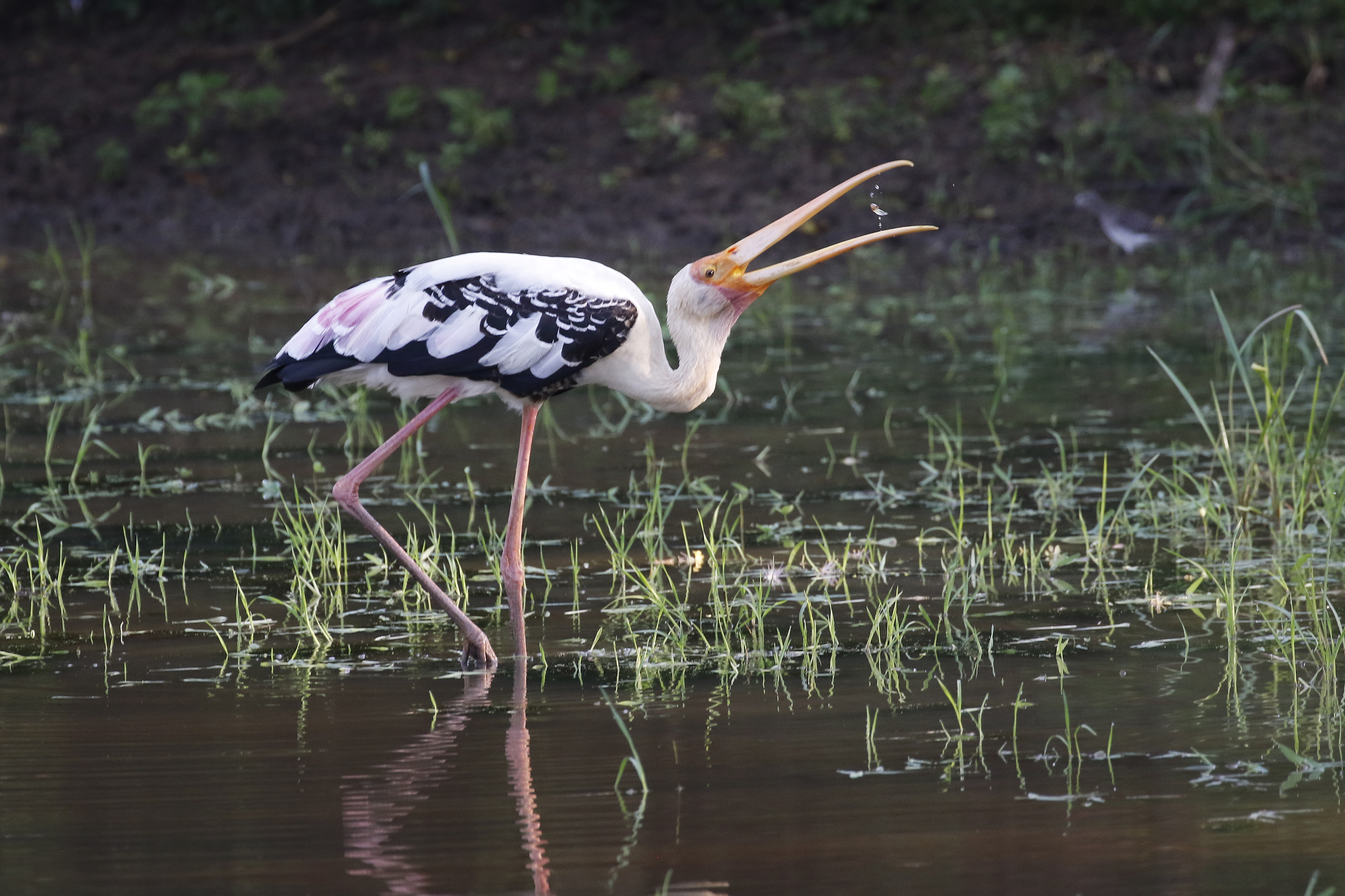 Details : Painted Stork - BirdGuides
