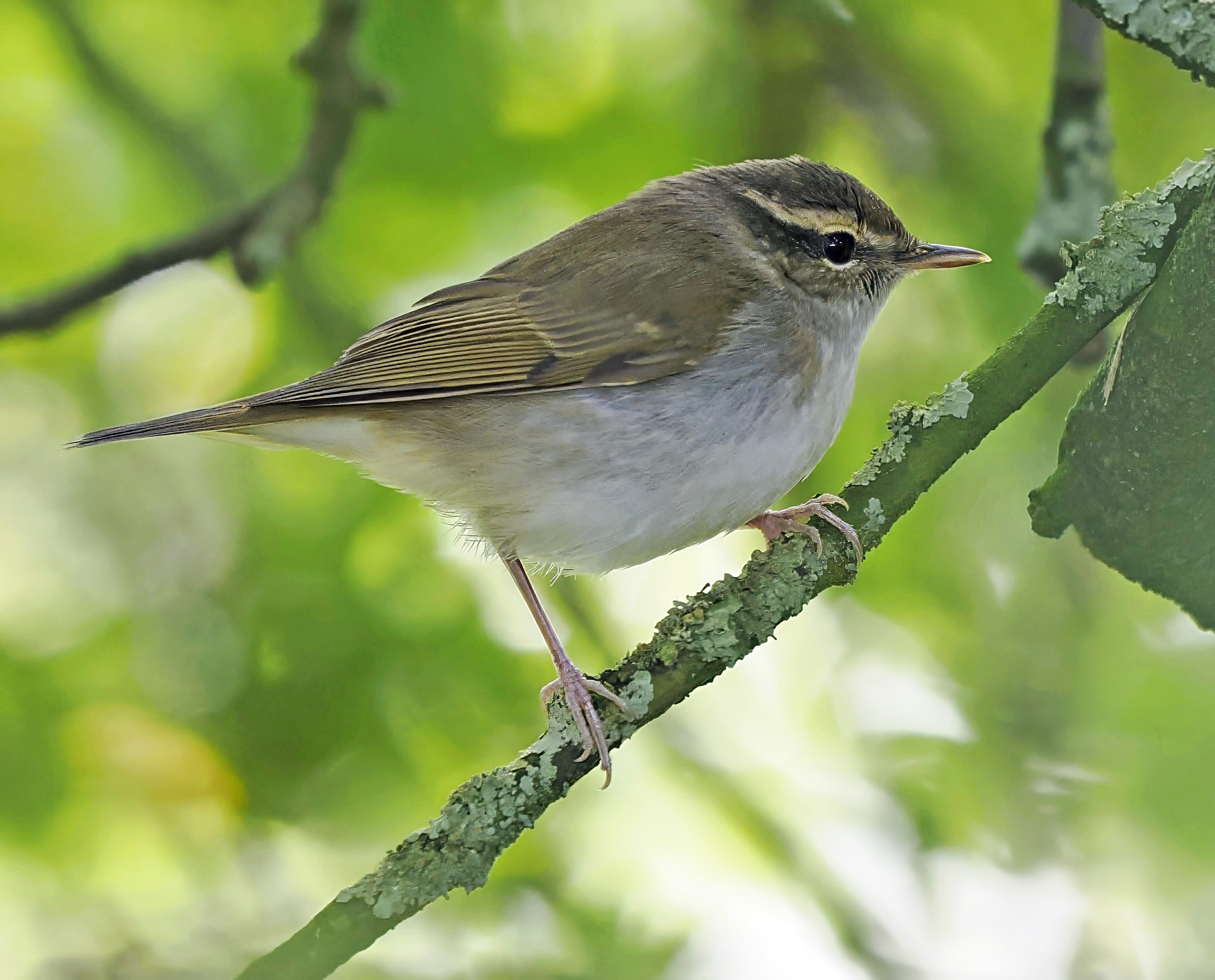 Pale-legged Leaf Warbler by Mark Joy - BirdGuides