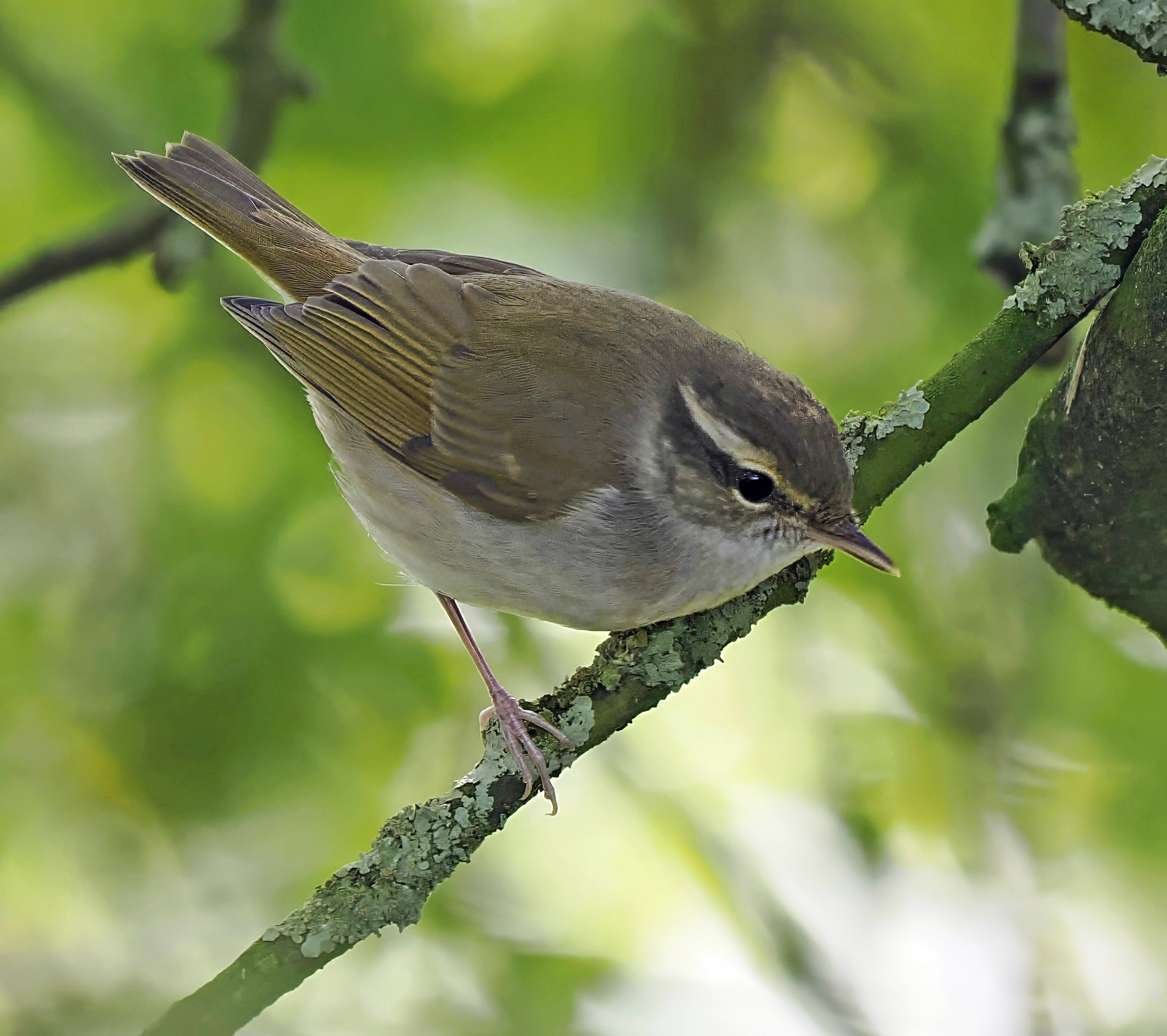 Pale-legged Leaf Warbler by Mark Joy - BirdGuides