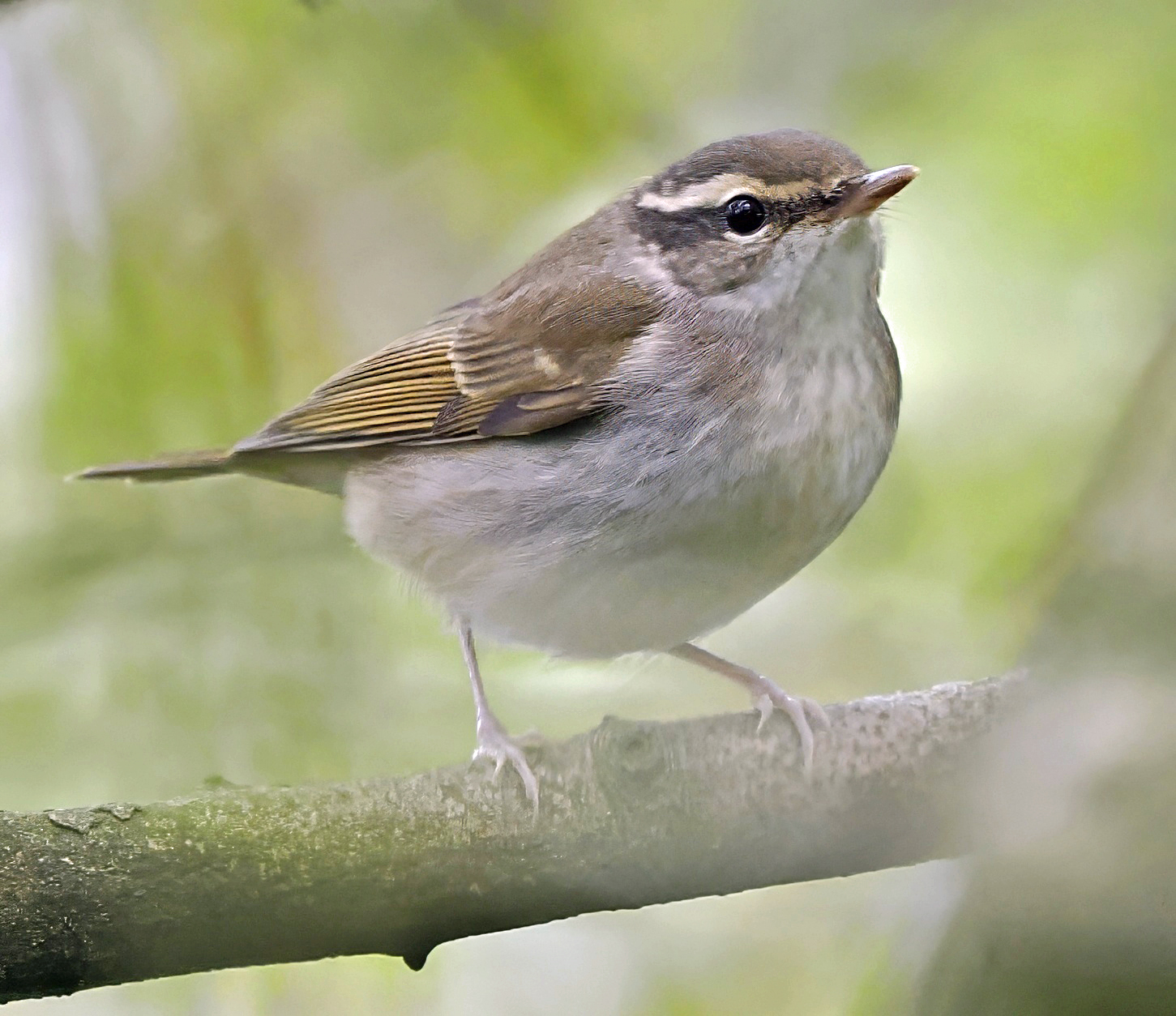 Pale-legged Leaf Warbler by Mark Joy - BirdGuides