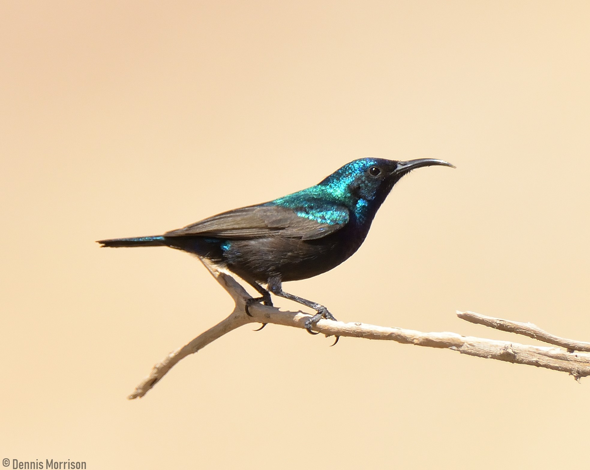 Details : Palestine Sunbird - BirdGuides