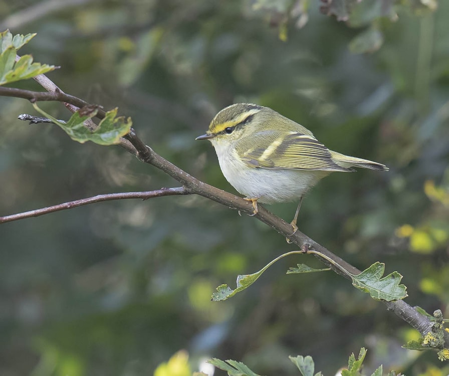 Pallas's Warbler by John Anderson - BirdGuides