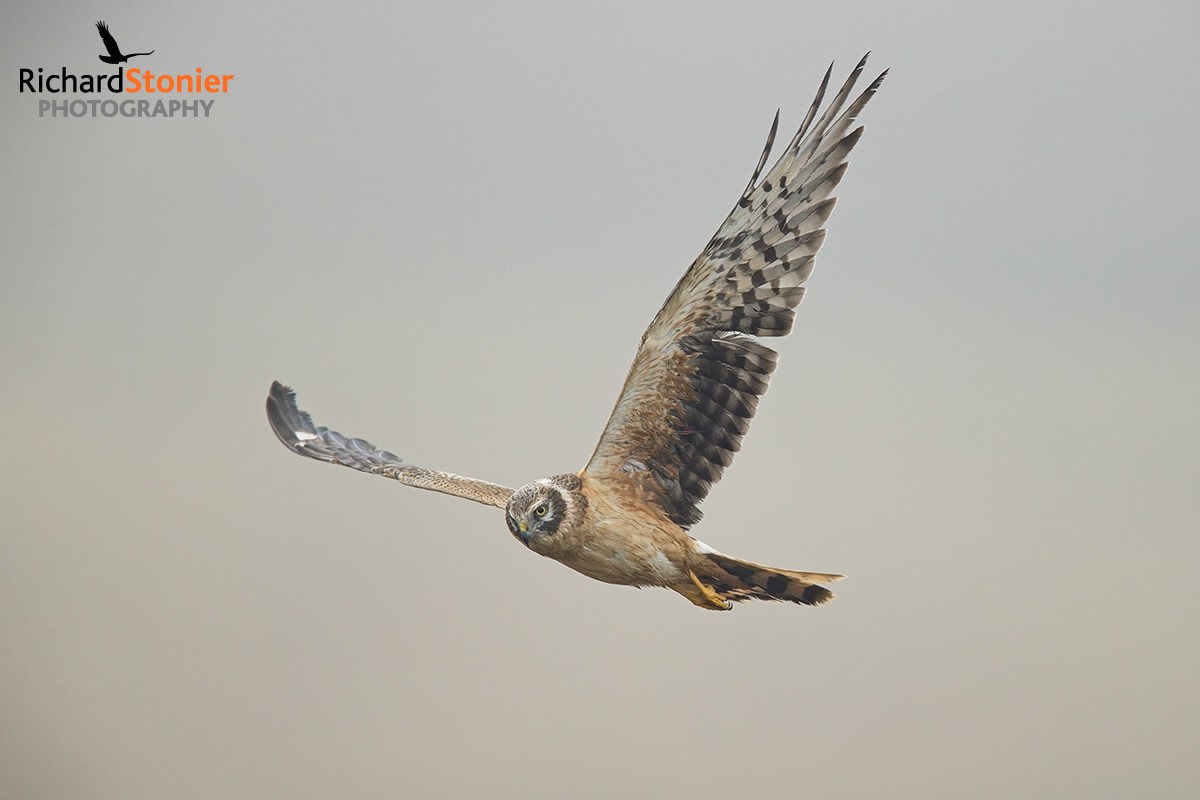 Pallid Harrier by Richard Stonier - BirdGuides