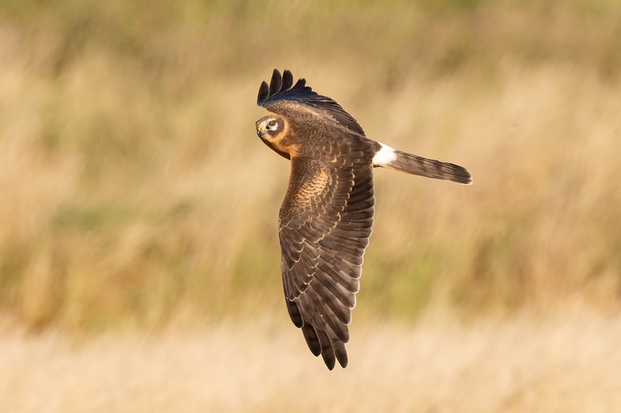 Pallid Harrier by Ian Smith - BirdGuides