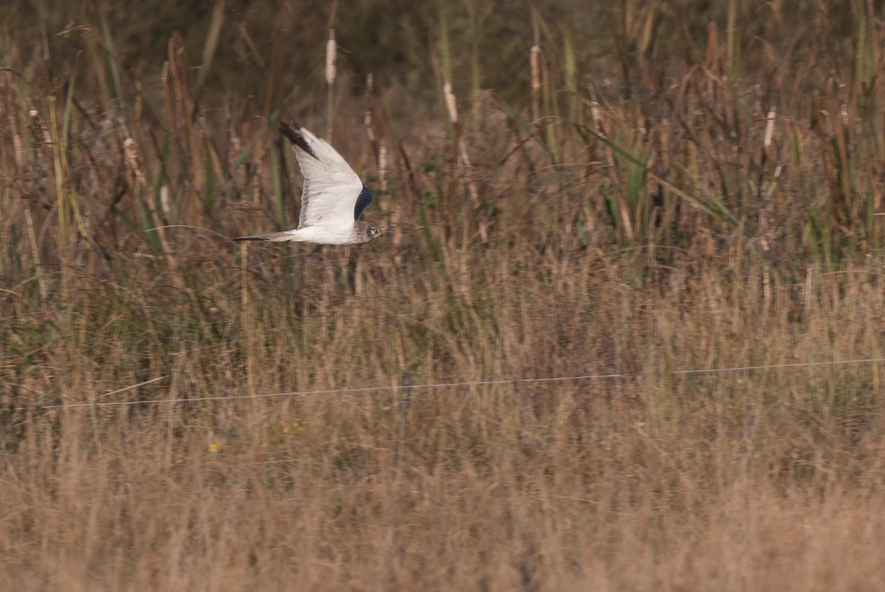 Sighting Report - BirdGuides