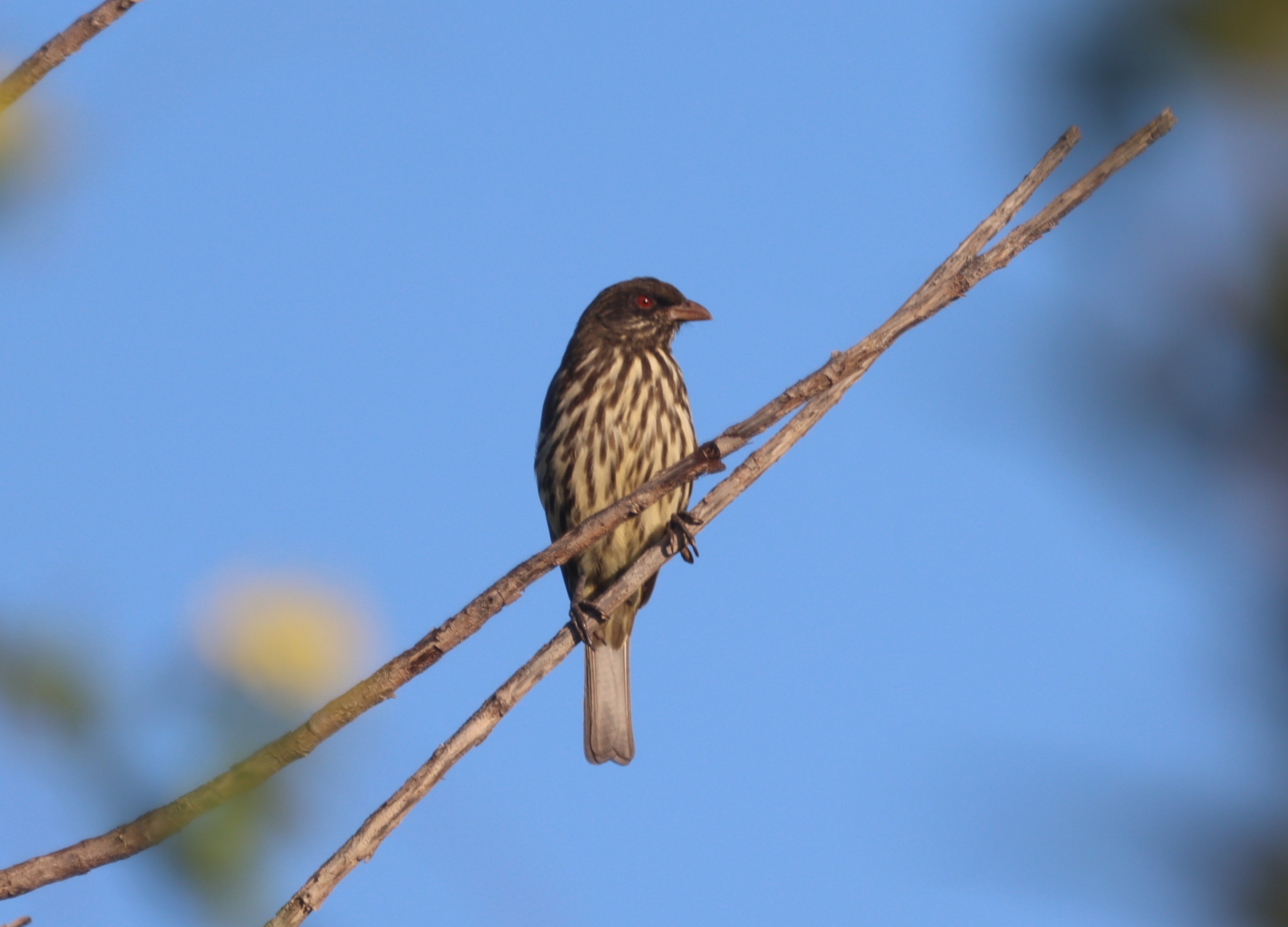 Details : Palmchat - BirdGuides