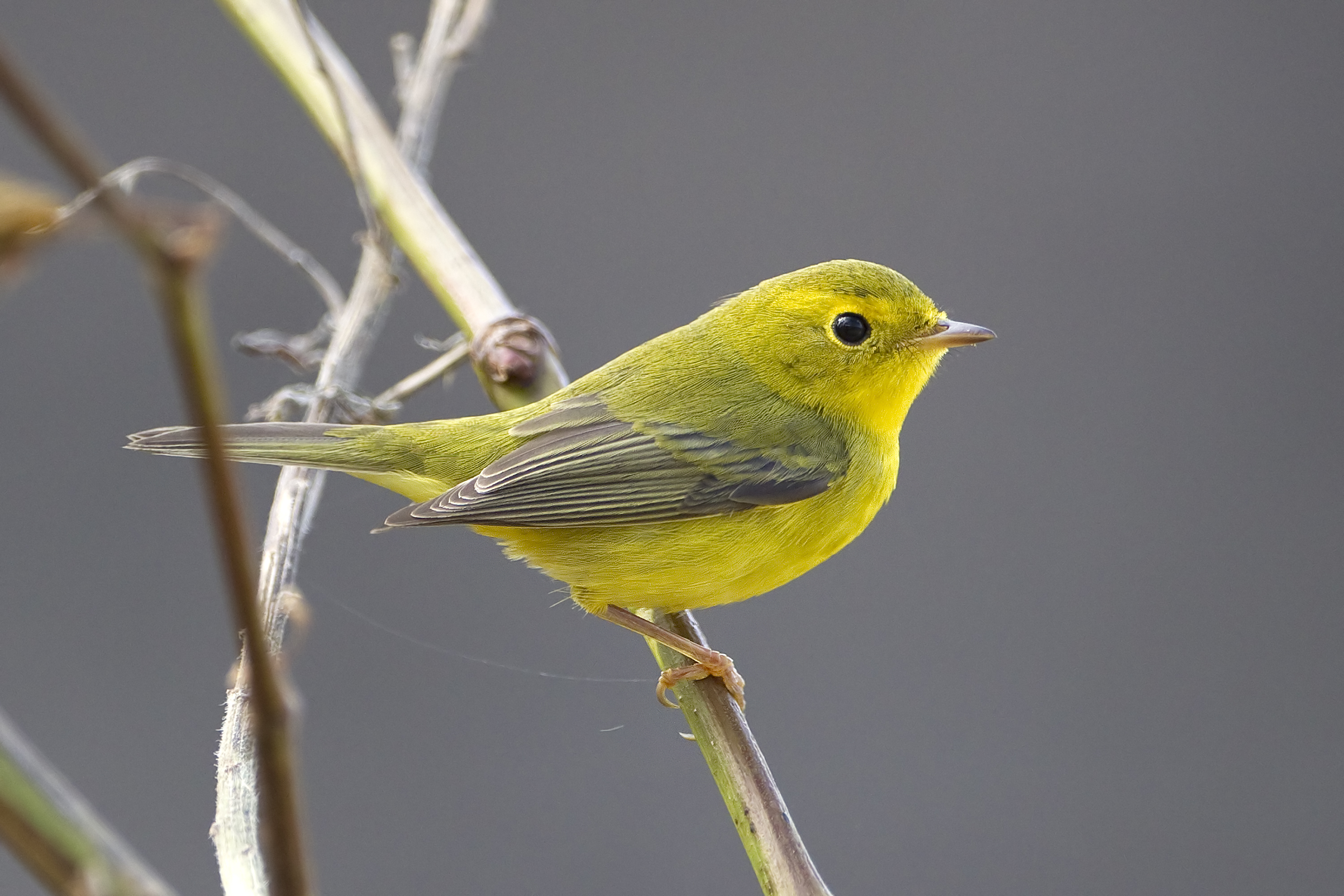 Details : Wilson's Warbler - BirdGuides