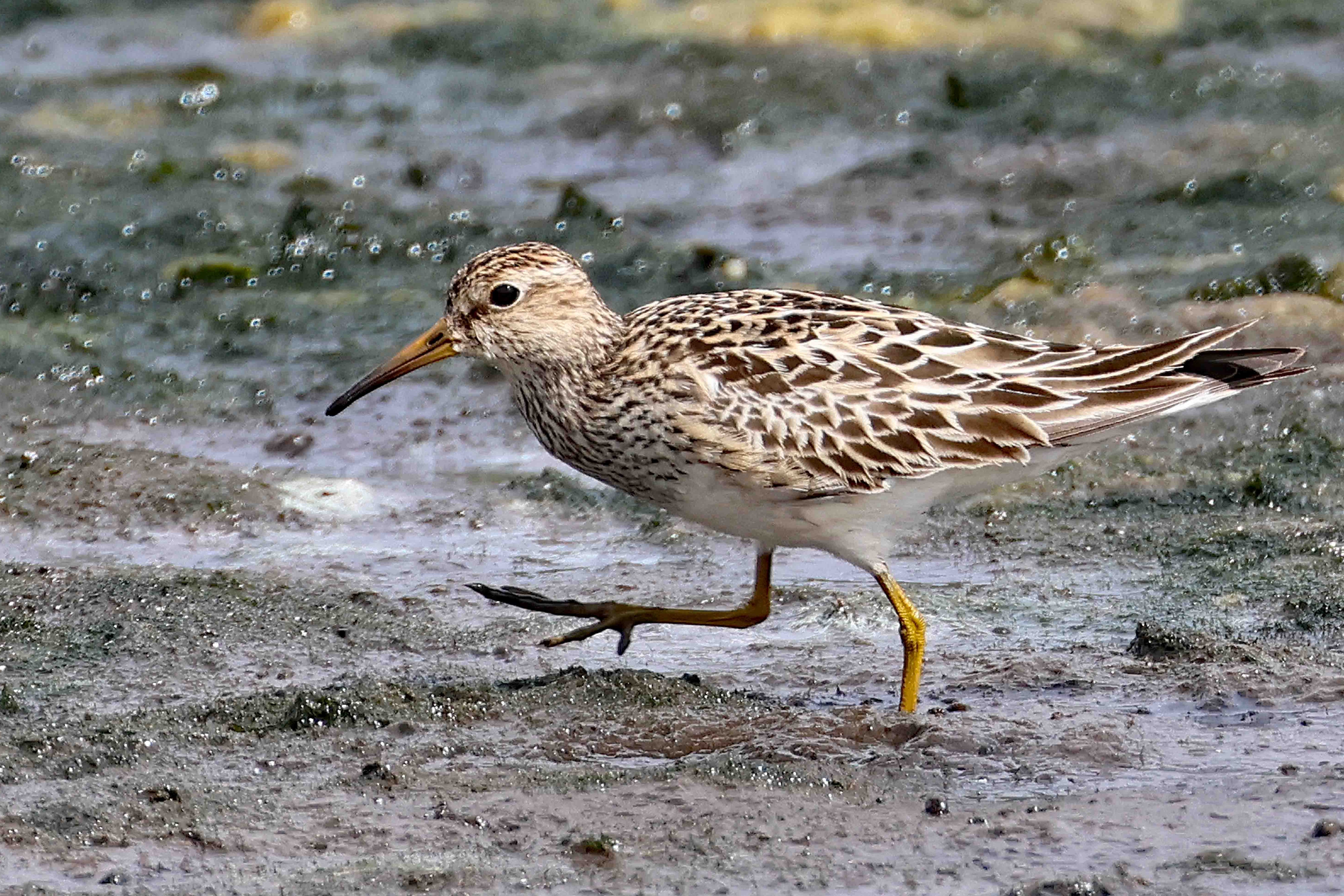 Pectoral Sandpiper by Christopher Bell - BirdGuides