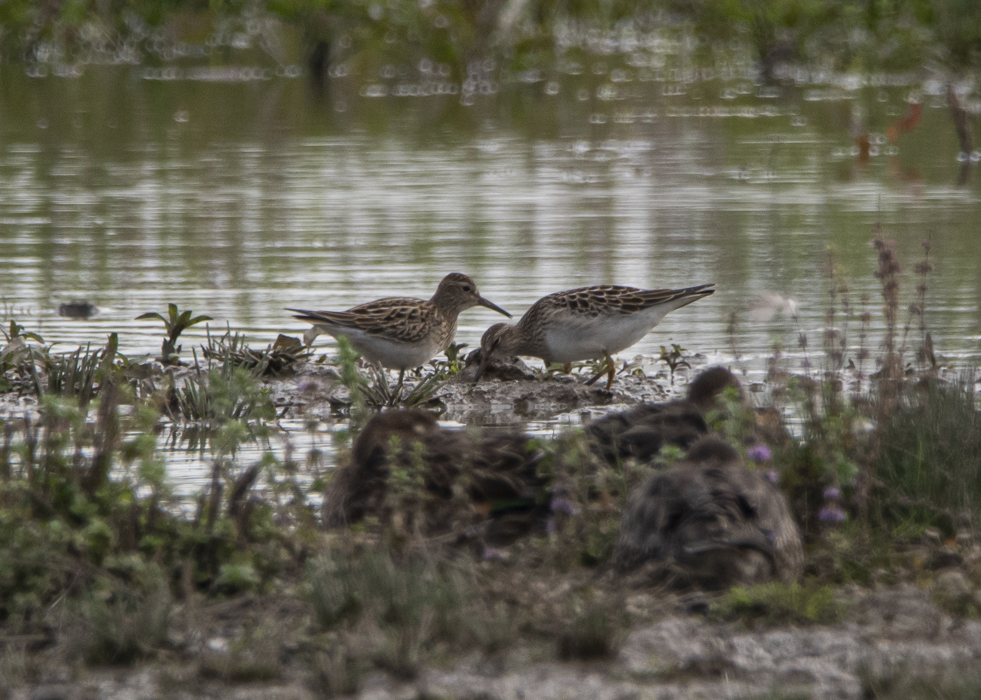 Pectoral Sandpiper by Stephen Webb - BirdGuides