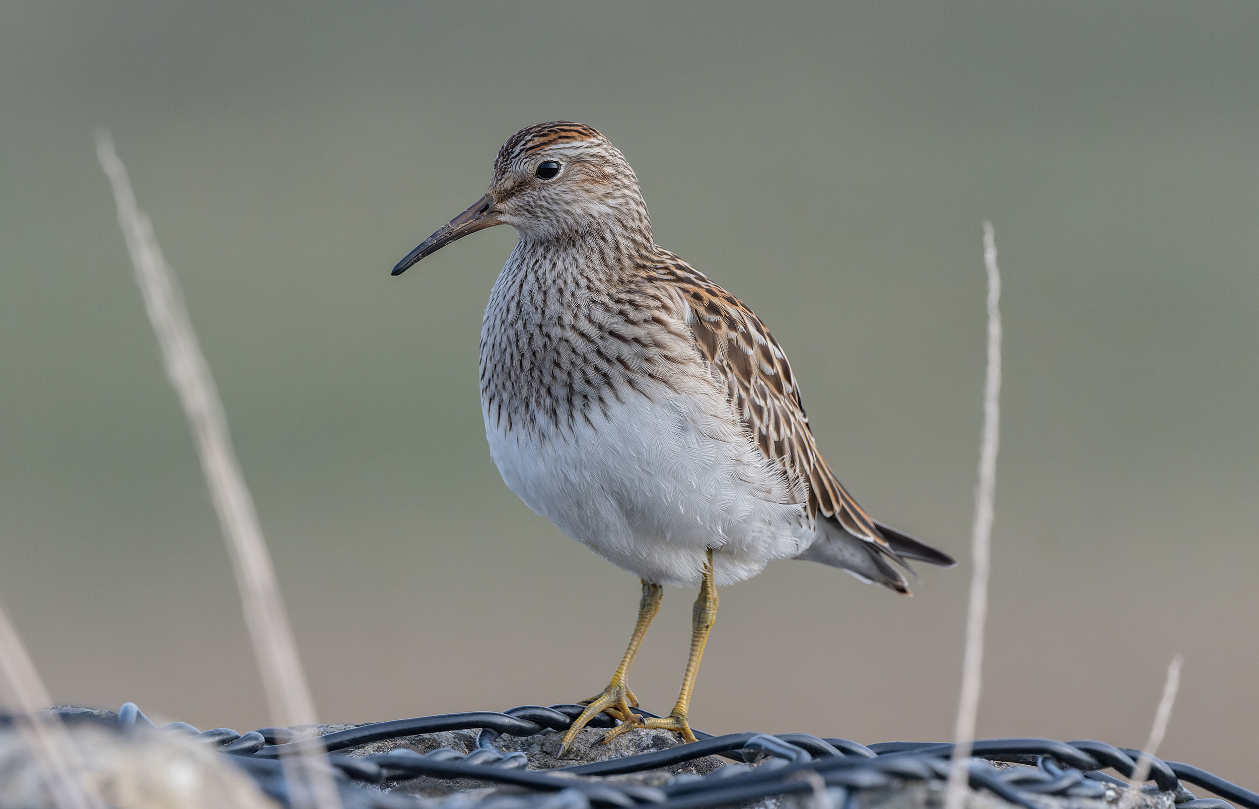 Pectoral Sandpiper by ian smith - BirdGuides