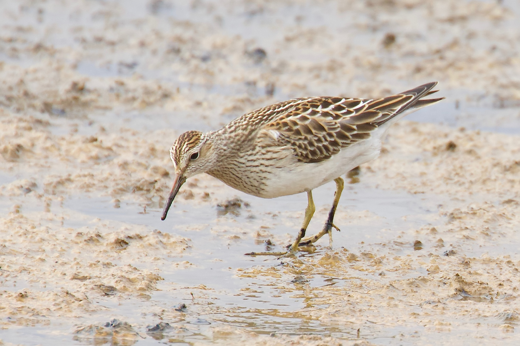 Pectoral Sandpiper by Dave Jackson - BirdGuides